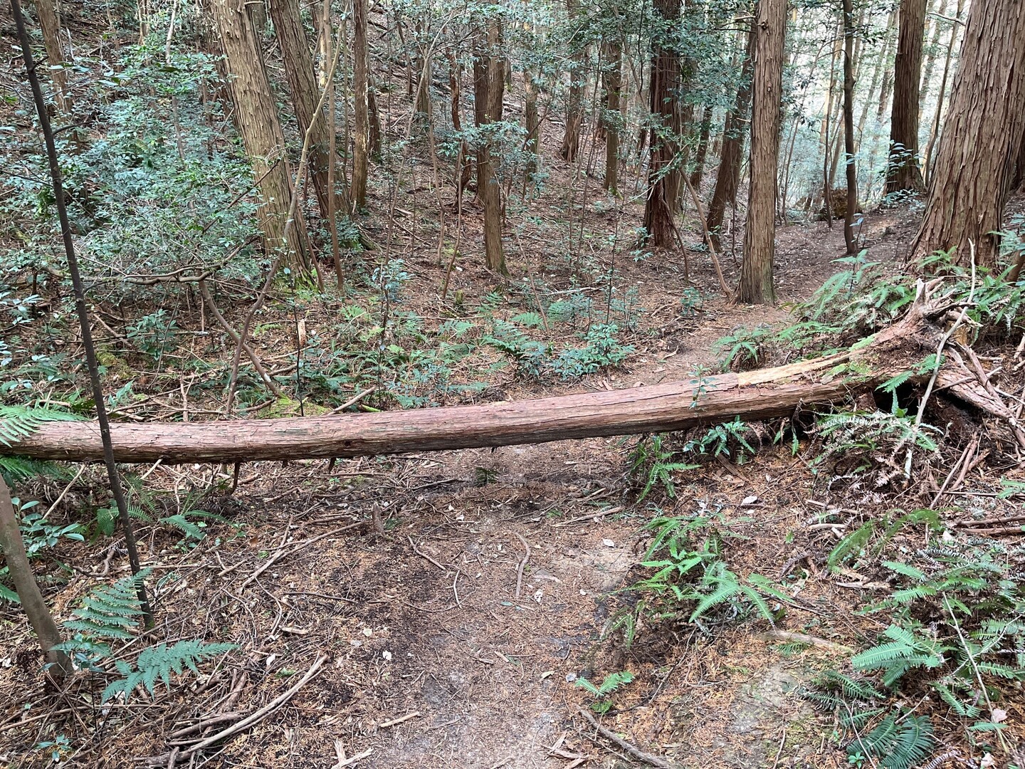 tacaさんの投稿したフィールドメモ | YAMAP / ヤマップ