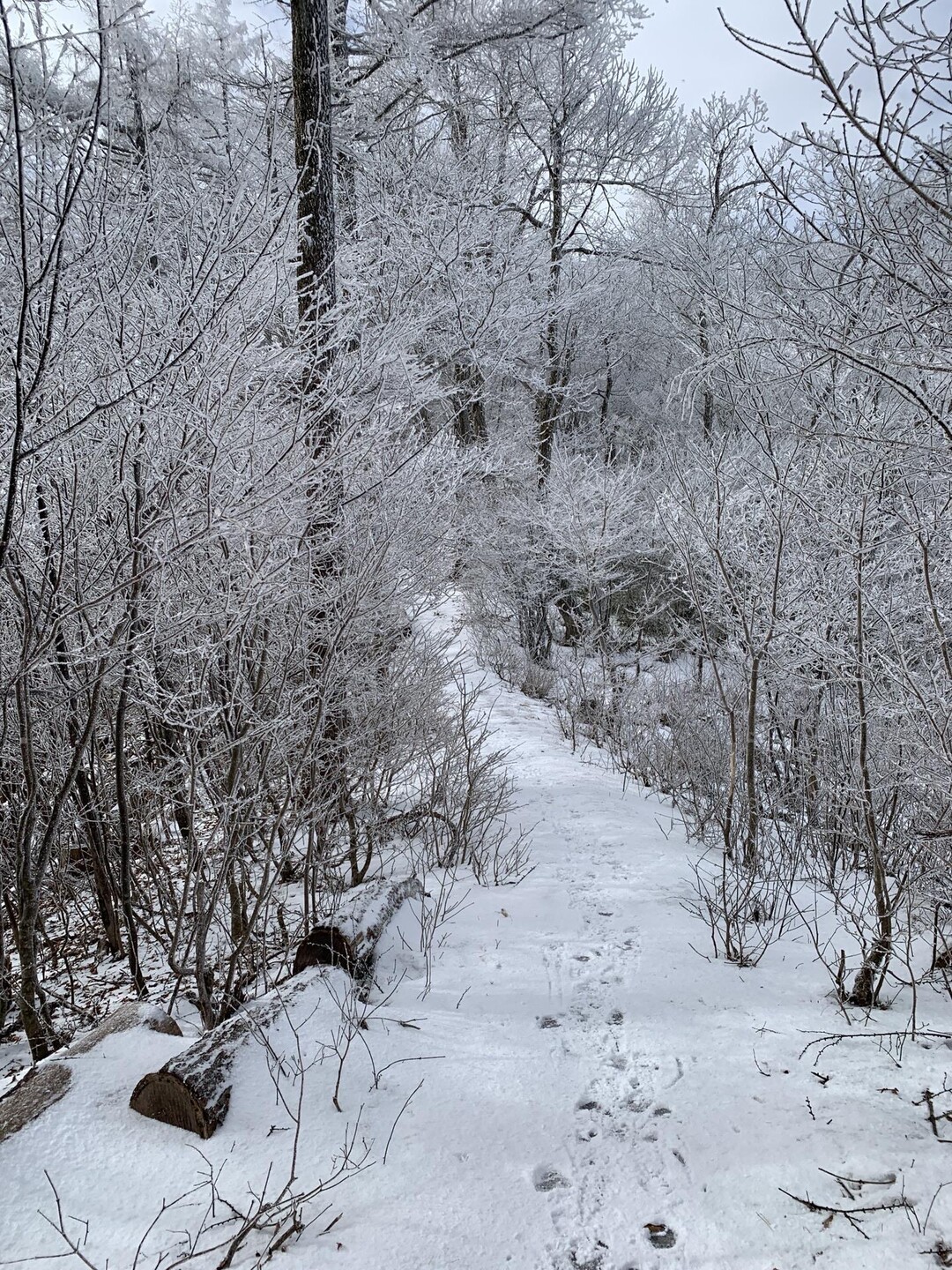 34回目の守屋山 / jucca🍎さんの守屋山の活動日記 | YAMAP / ヤマップ