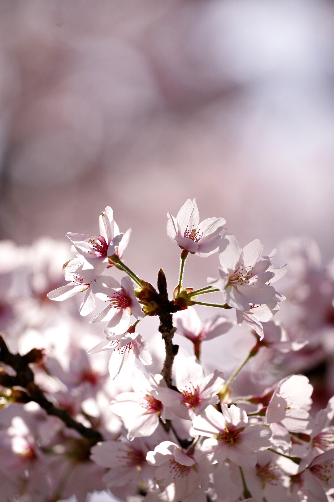 2024-04-07（日） 安芸太田町... / koroさんのモーメント | YAMAP / ヤマップ