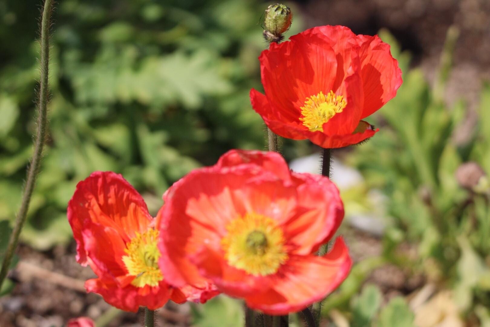 出の山公園から県道に出たところの花壇が... / hideさんのモーメント | YAMAP / ヤマップ