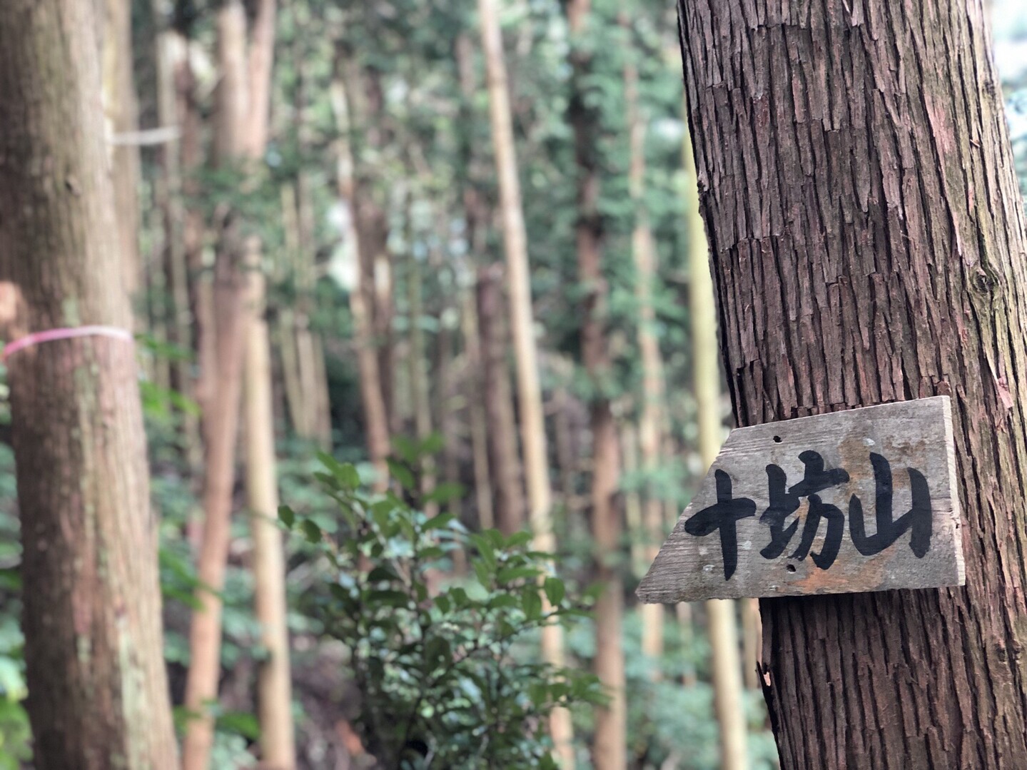 二丈岳・十坊山-2019-09-28 / chiiccaさんの二丈岳・十坊山の活動データ | YAMAP / ヤマップ