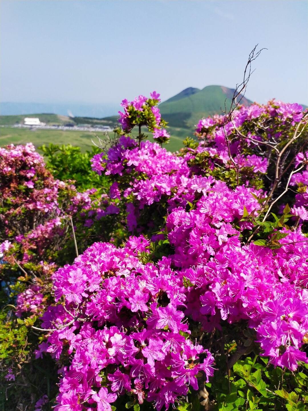 ワークマンシューズで烏帽子岳のミヤマキリシマを求めて / ryo_kenさんの阿蘇山・高岳・根子岳の活動日記 | YAMAP / ヤマップ