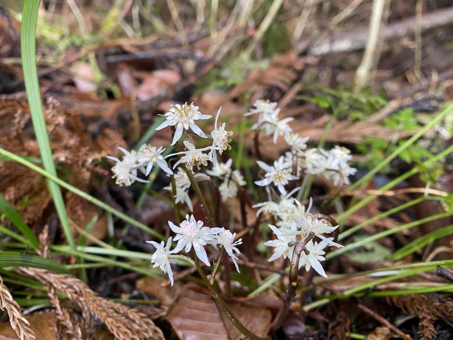 春を告げるお花に逢いに 2025-03-19 / mayuminさんの登山の活動データ | YAMAP / ヤマップ