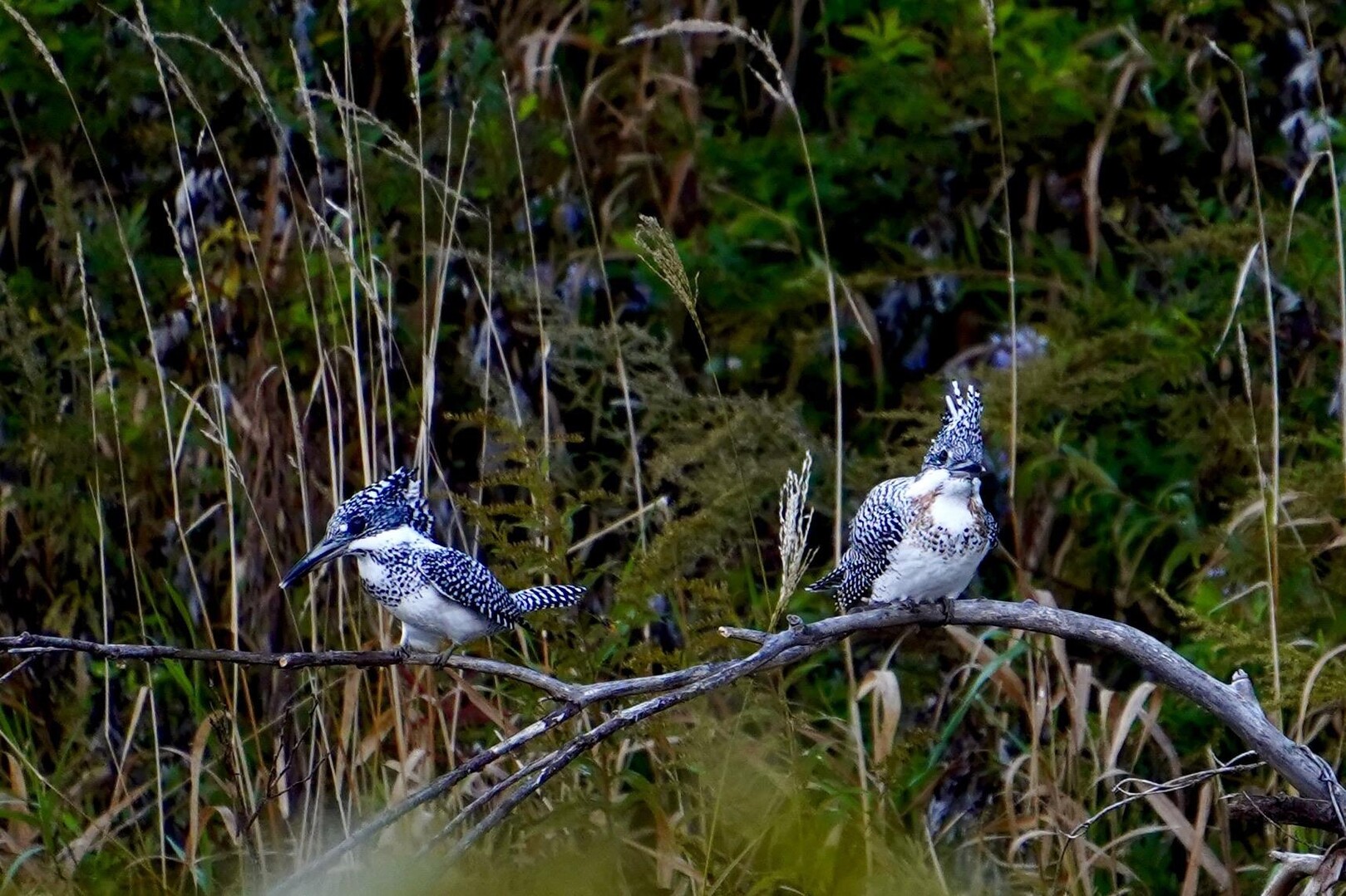 秋のヤマセミ🐦 10/16(月) ... / yosi＆ryoさんのモーメント | YAMAP / ヤマップ