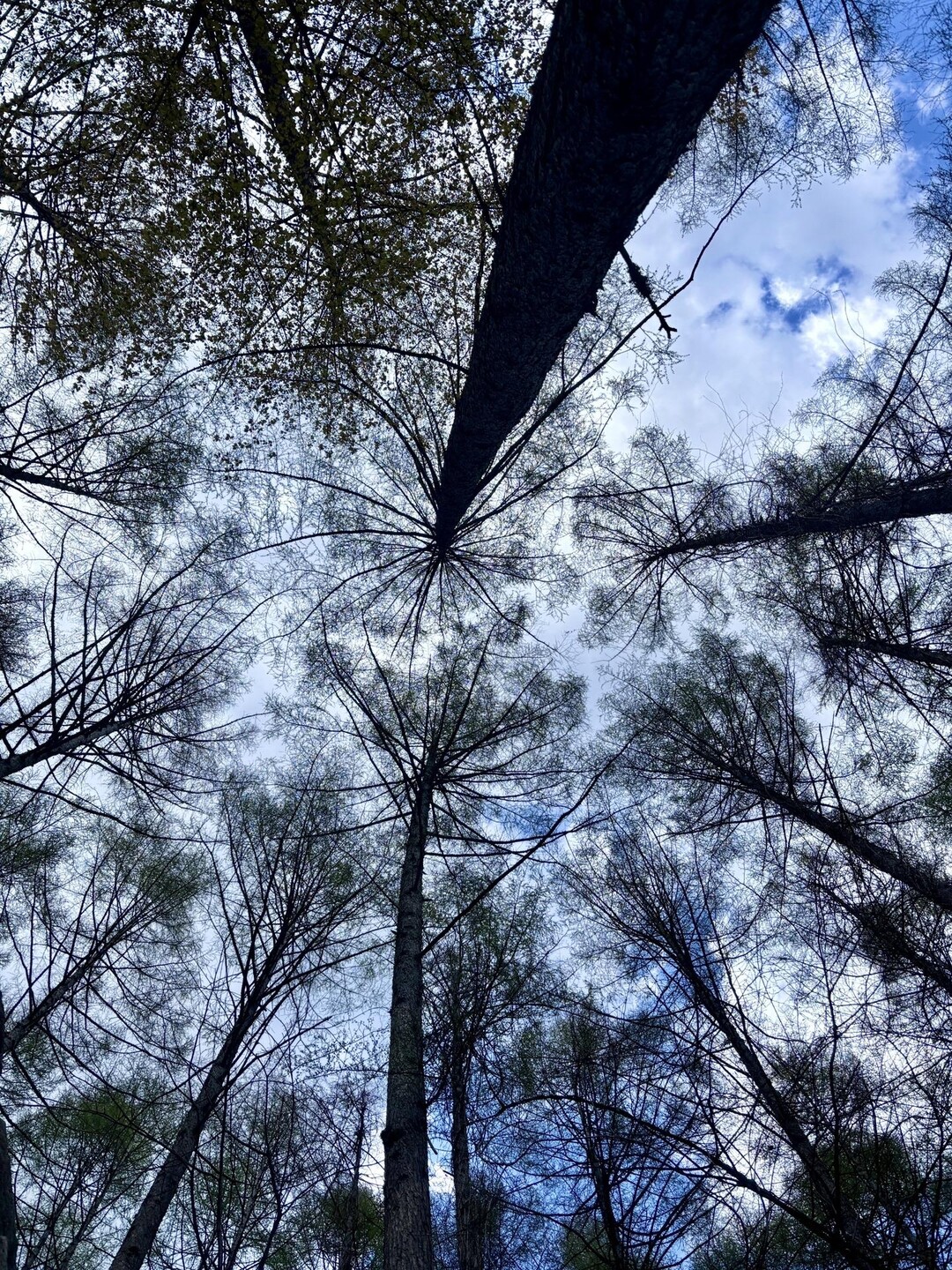 小川山ボルダー＊水晶岩周辺 / ma34sさんの瑞牆山・金峰山の活動データ | YAMAP / ヤマップ