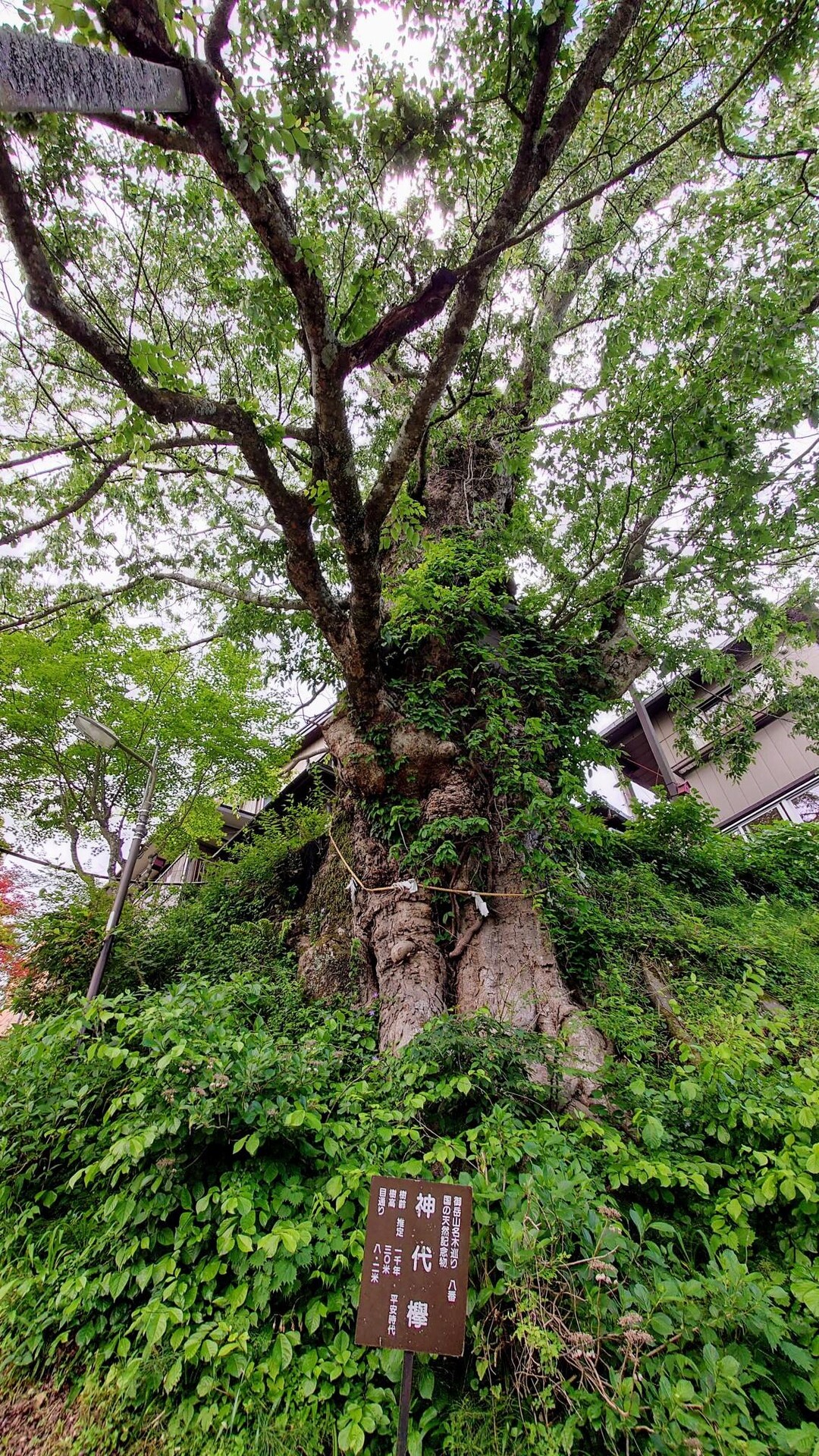 御岳山-2024-05-25 / G-DRAGONさんの大岳山・御岳山・御前山の活動データ | YAMAP / ヤマップ