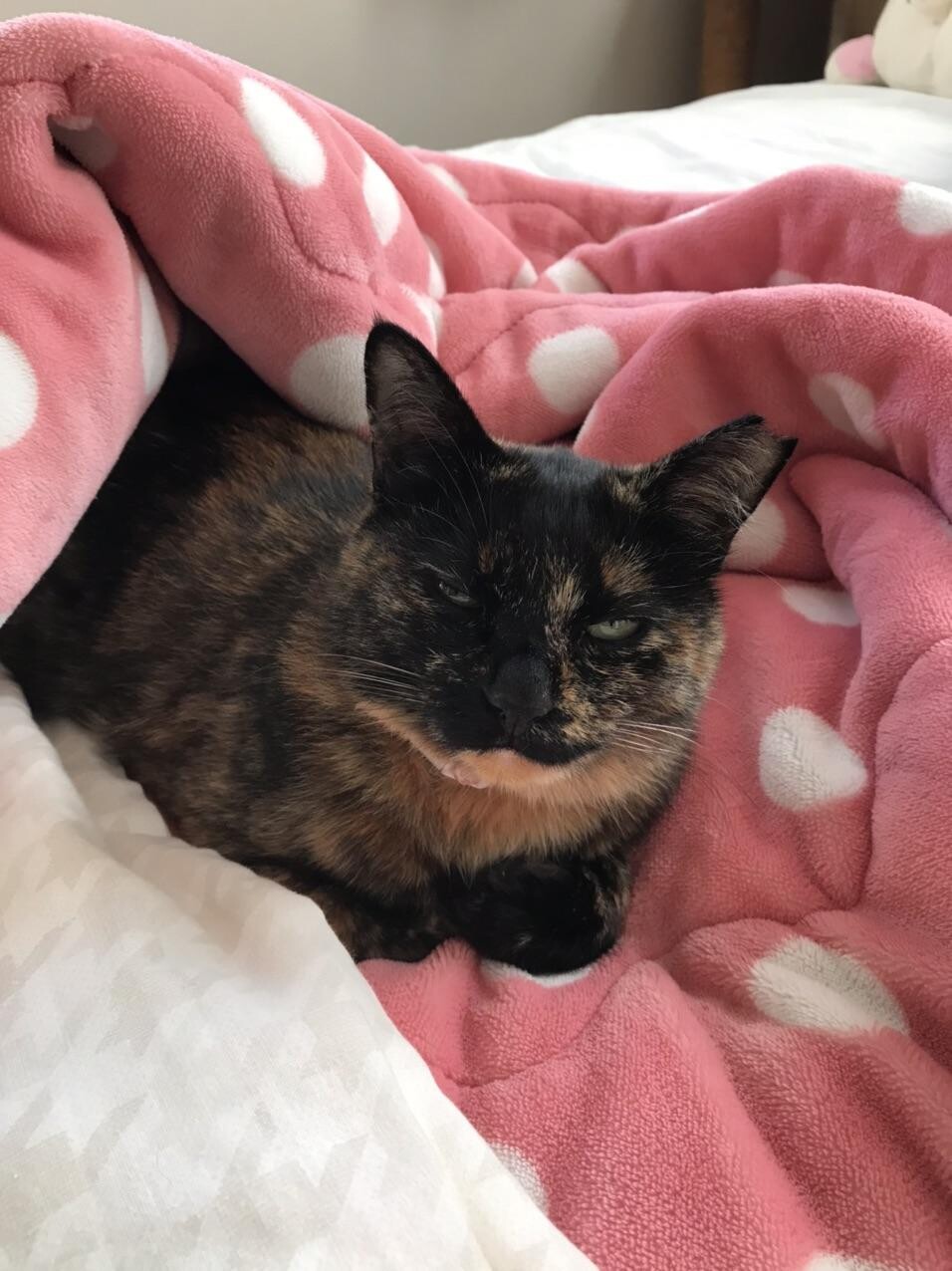 MM45のページ | YAMAP / ヤマップ