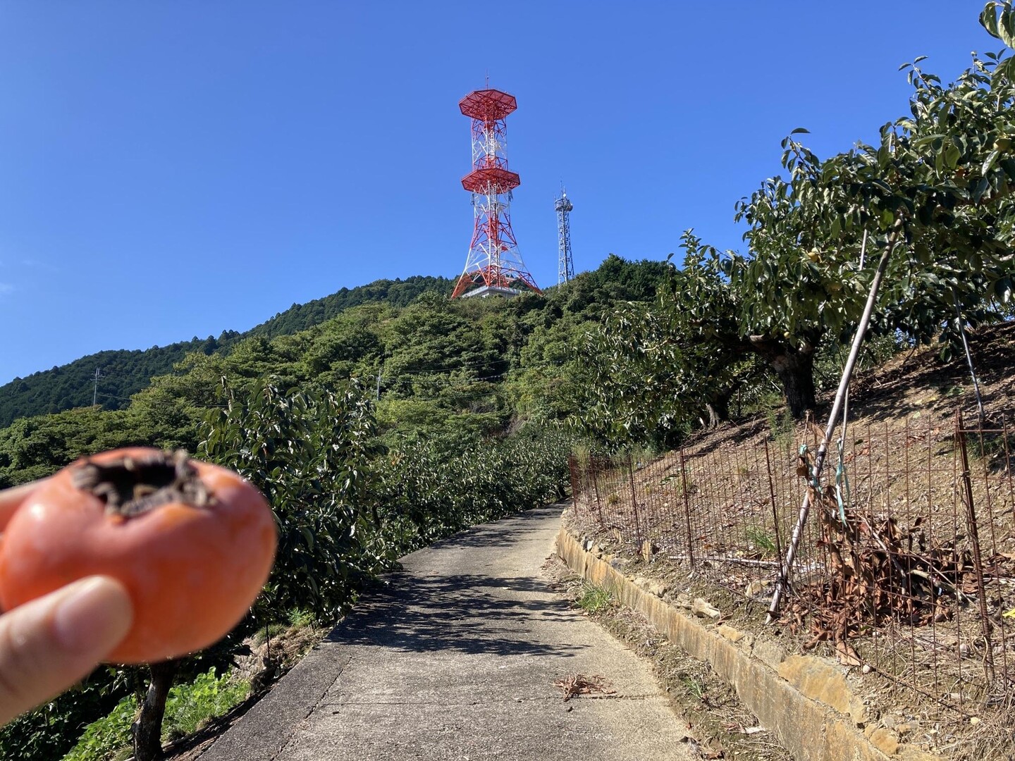 高野山 / bu-koさんの高野参詣道（高野山・楊柳山・雨引山）の活動データ | YAMAP / ヤマップ