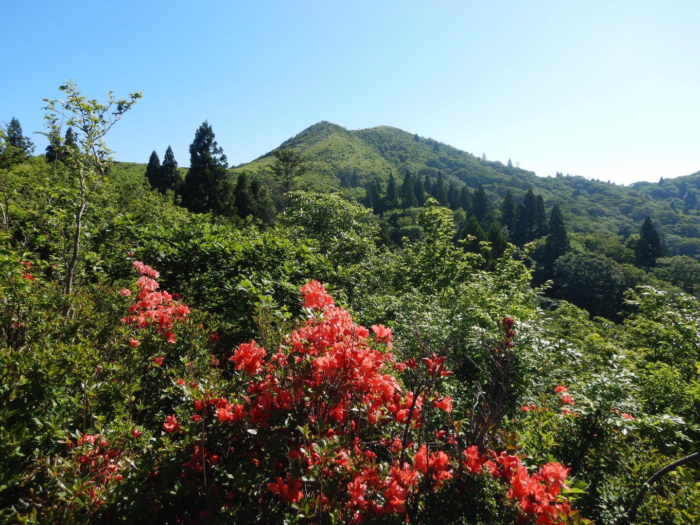 武奈ヶ岳-20230617 / たかさんs37さんの比良山地・武奈ヶ岳・釈迦岳の活動データ | YAMAP / ヤマップ