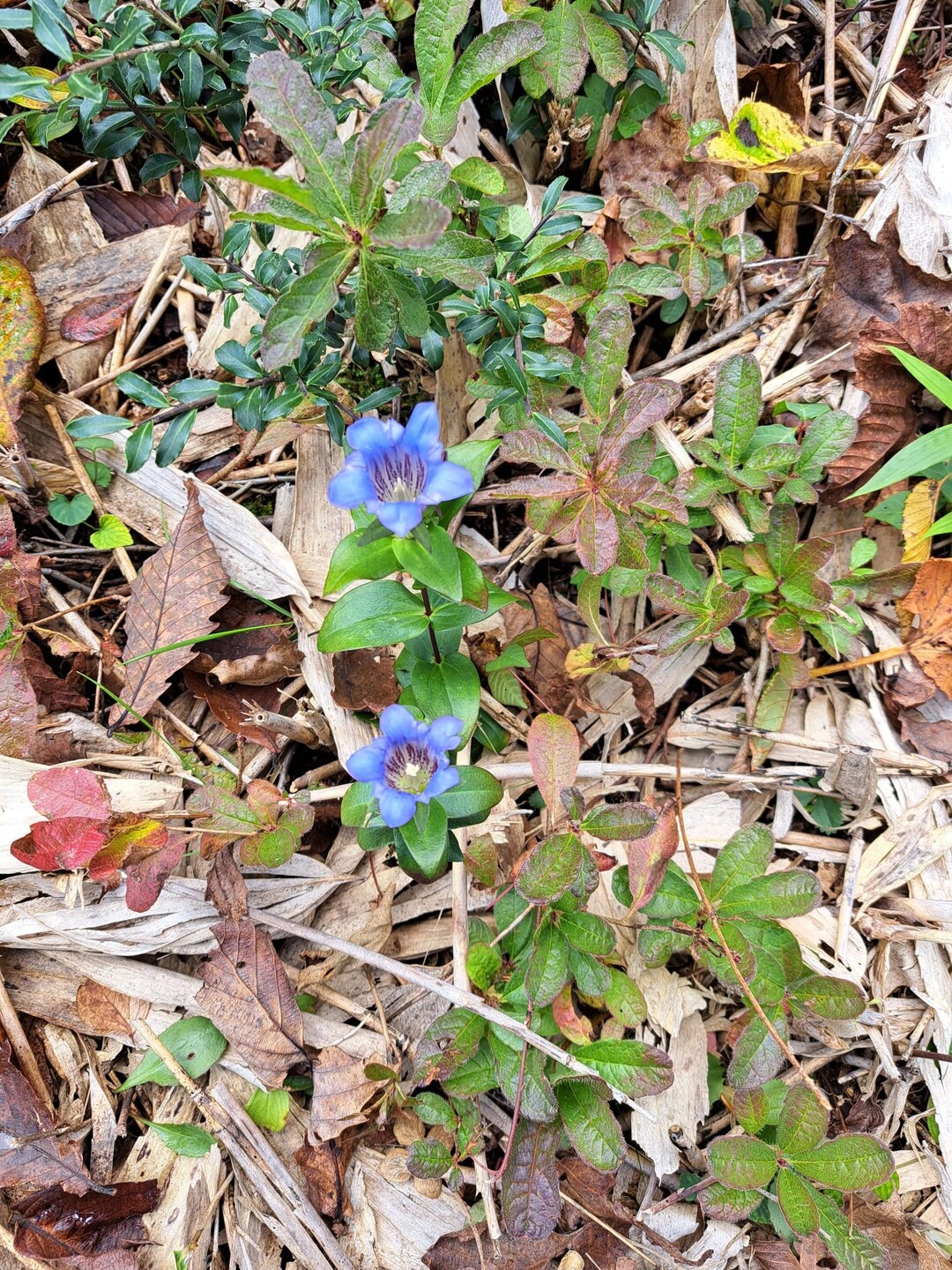 砥石郷山 / sam19さんの恐羅漢山の活動日記 | YAMAP / ヤマップ