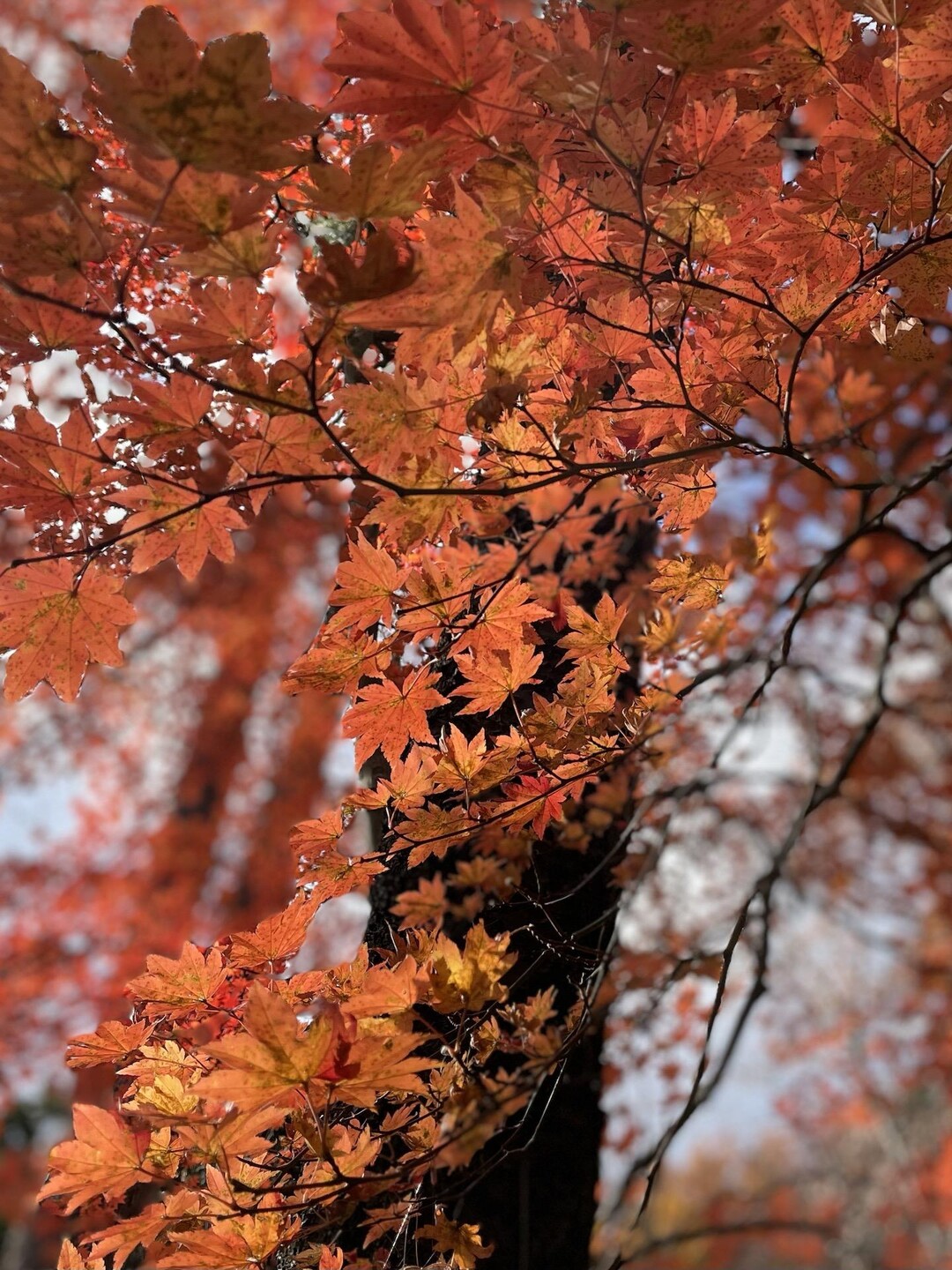 治山の森 ( モンブRUN ) / しんさんの太白山・萱ヶ崎山・蕃山の活動データ | YAMAP / ヤマップ
