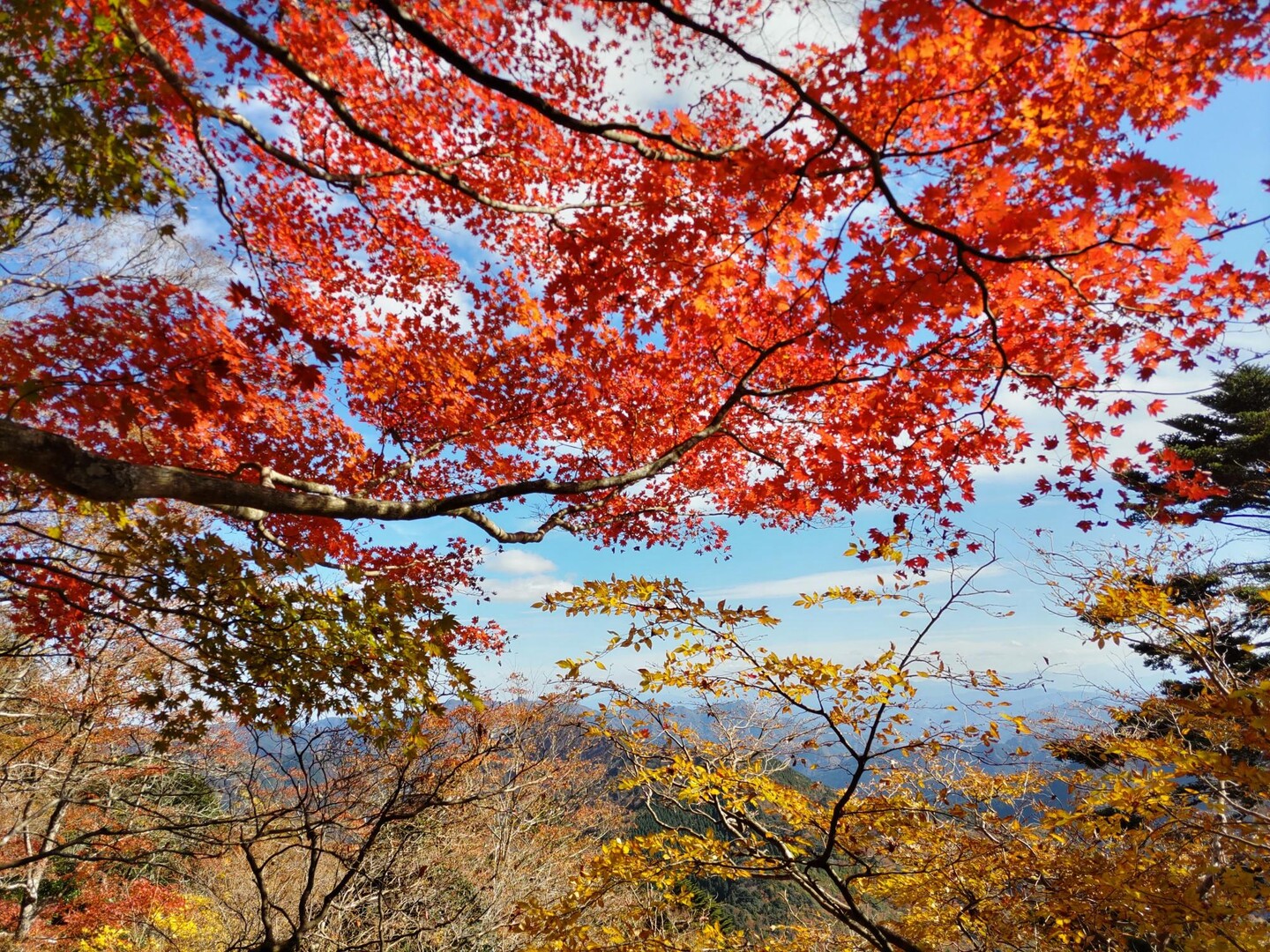 英彦山紅葉🍁今年ラストかな？🤔 / 山ぴょん！さんの英彦山の活動データ | YAMAP / ヤマップ