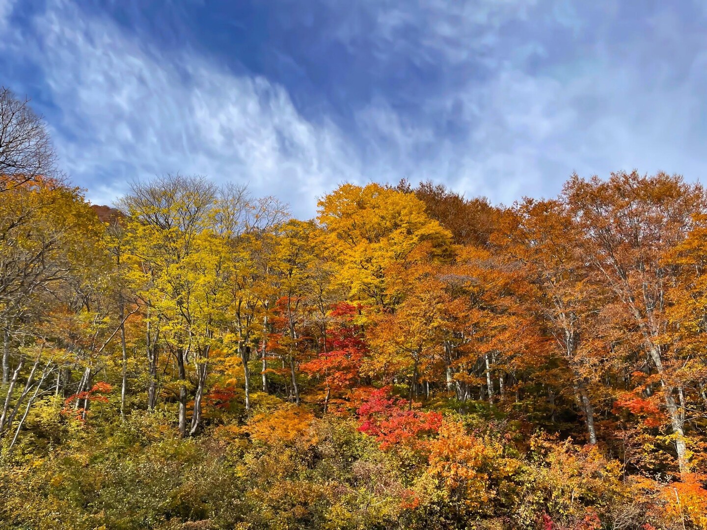 なかなか山行出来てませぬが紅葉を見に群馬... / macoさんのモーメント | YAMAP / ヤマップ