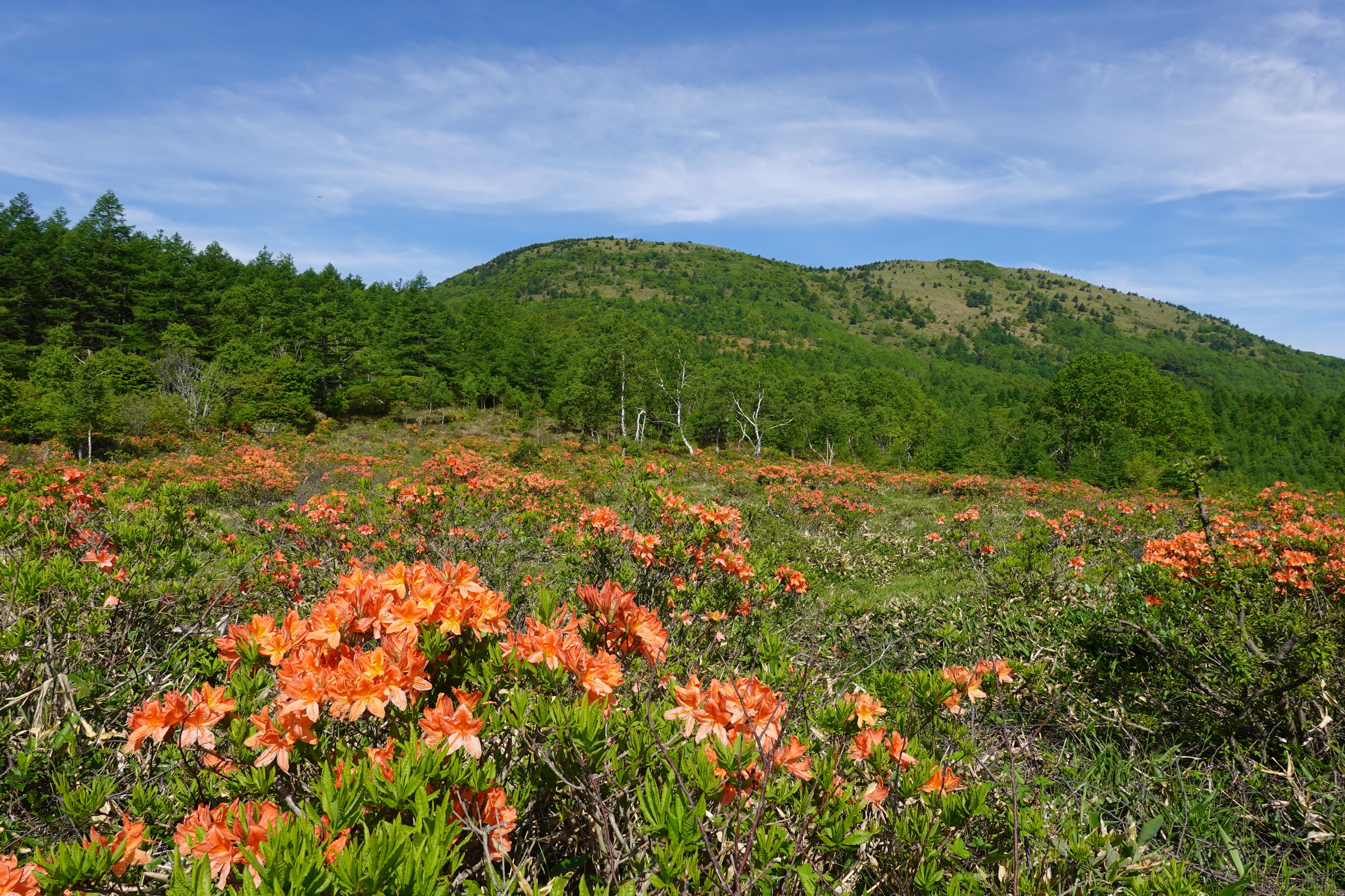 花いっぱいの湯の丸高原😊 / arichiさんの湯ノ丸山・角間山・鍋蓋山の活動データ | YAMAP / ヤマップ