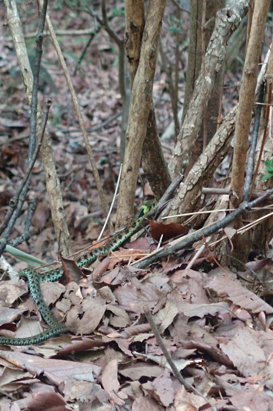 暑いしか言葉が出ない 26分登頂 / ta2さんの鳴神山・吾妻山の活動データ | YAMAP / ヤマップ