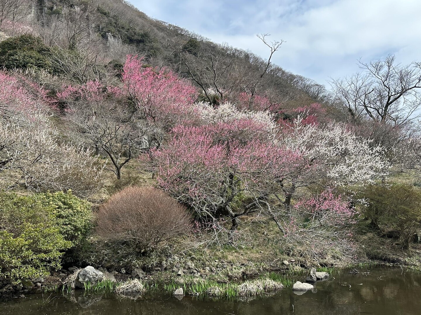 幕山 / Amyさんの幕山・南郷山の活動データ | YAMAP / ヤマップ