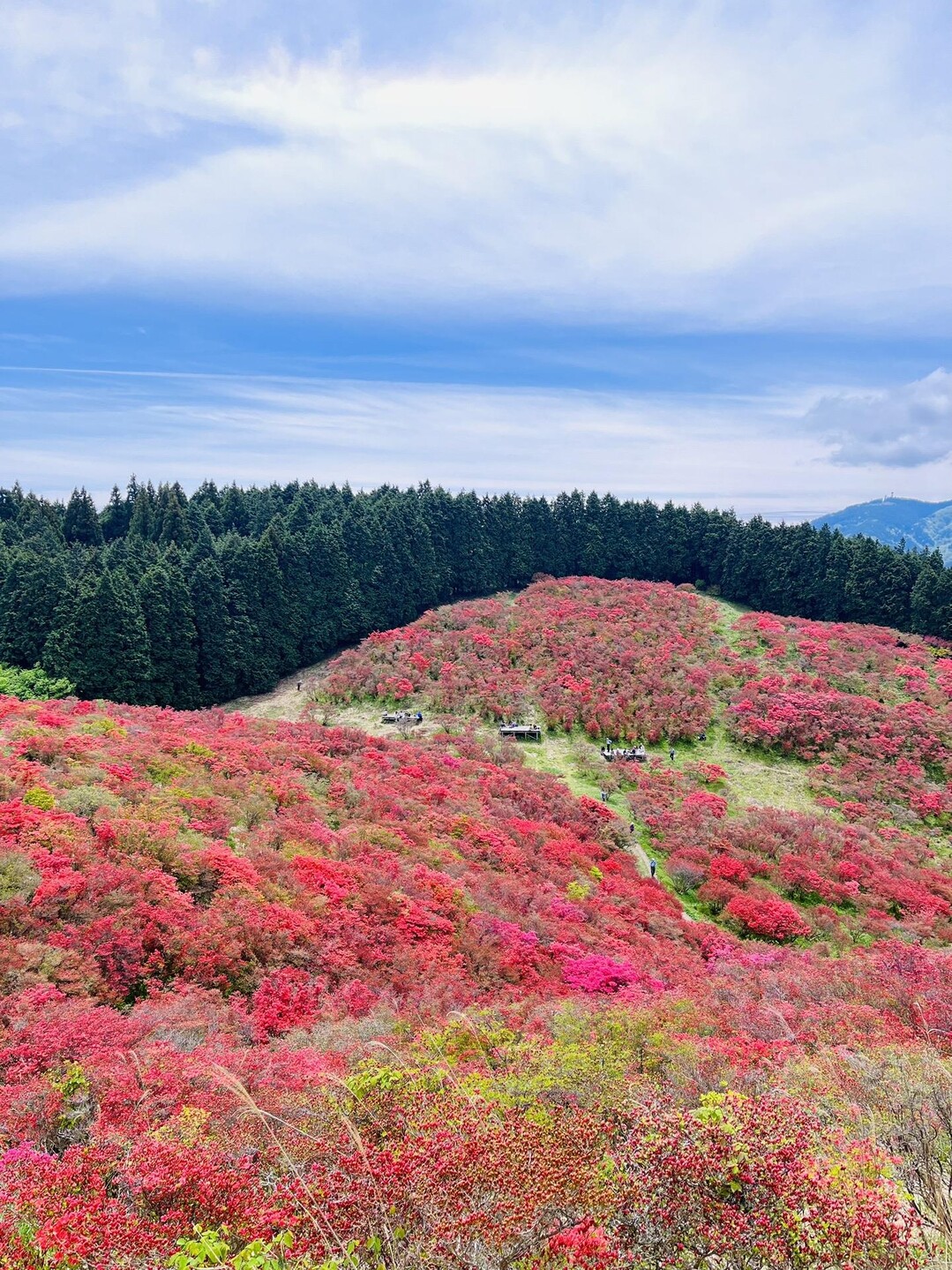 大和葛城山ツツジ3分咲き🌺 / Mt.top山さんの金剛山・二上山・大和葛城山の活動データ | YAMAP / ヤマップ