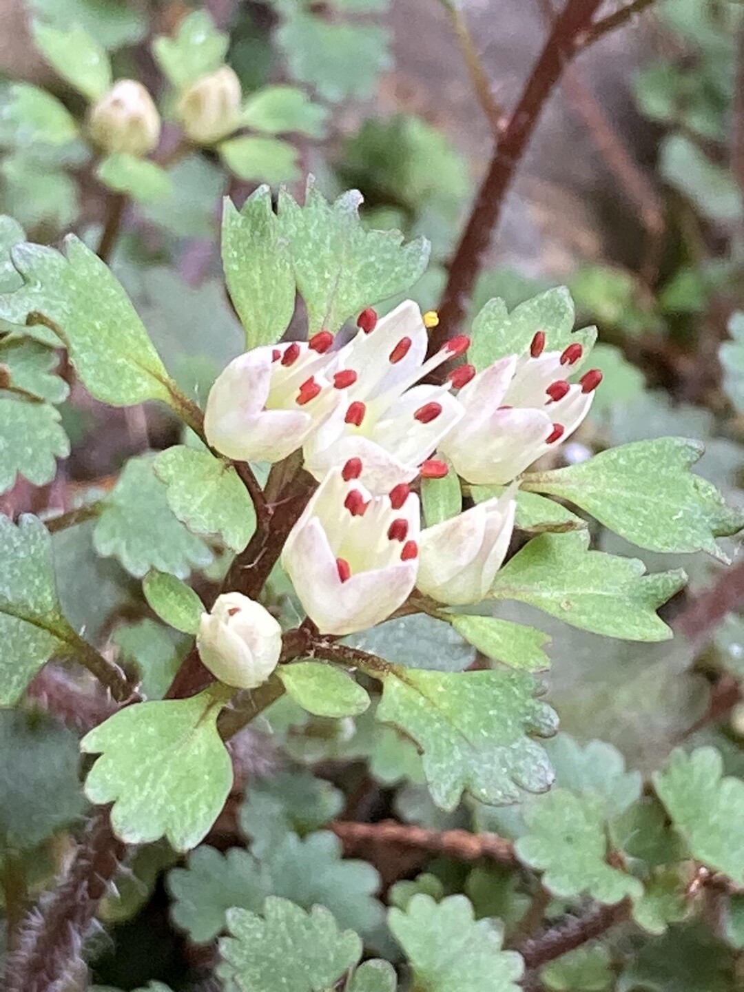 高尾山（蛇滝〜3号路〜4号路〜金毘羅台） / FIT RSさんの高尾山・陣馬山・景信山の活動データ | YAMAP / ヤマップ