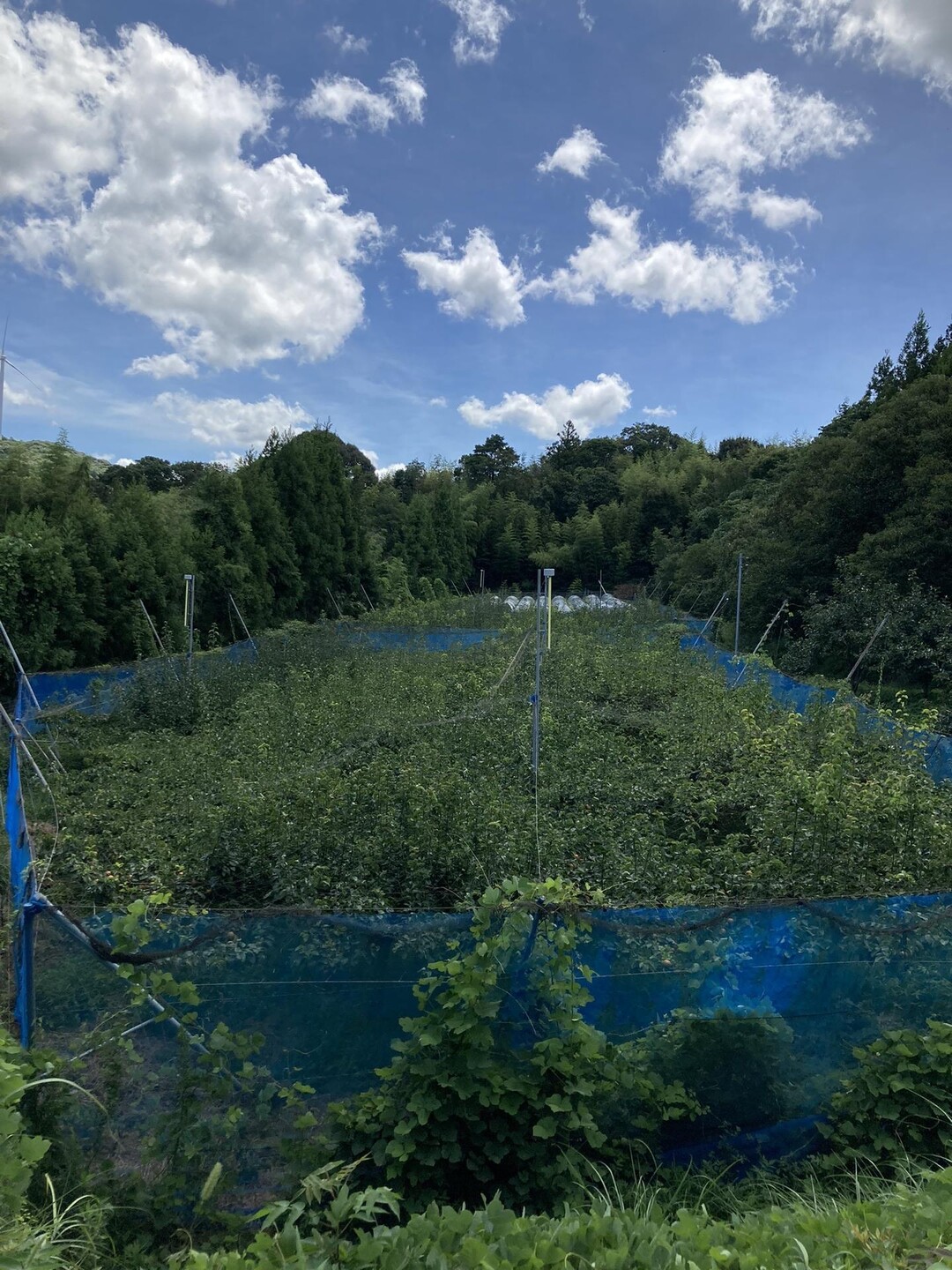 下関市豊北町北宇賀 〇〇農園へ楽しみにし... / K2さんのモーメント | YAMAP / ヤマップ