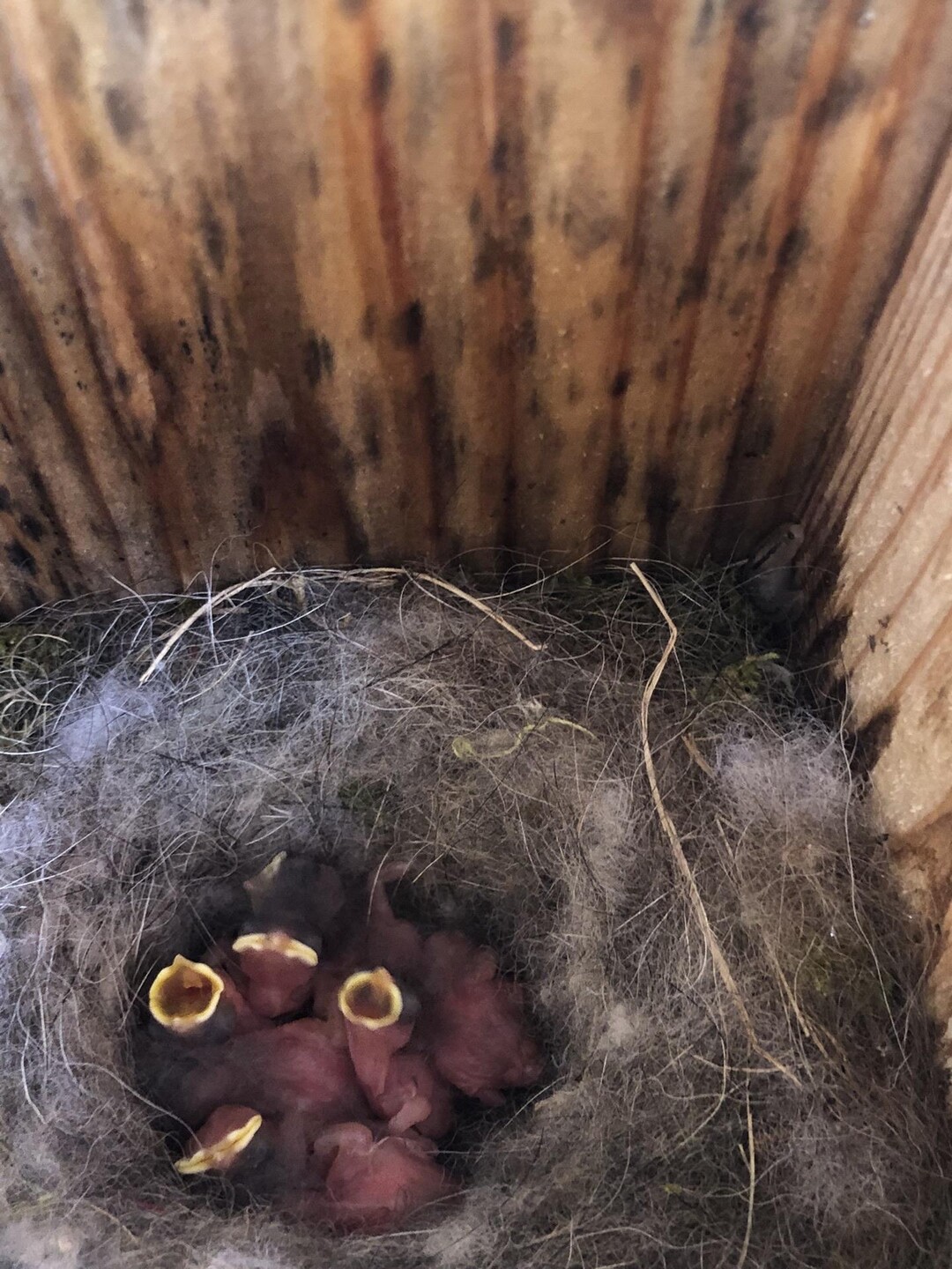 週刊シジュウカラ vol.3 お暇な時... / たっけ さんのモーメント | YAMAP / ヤマップ