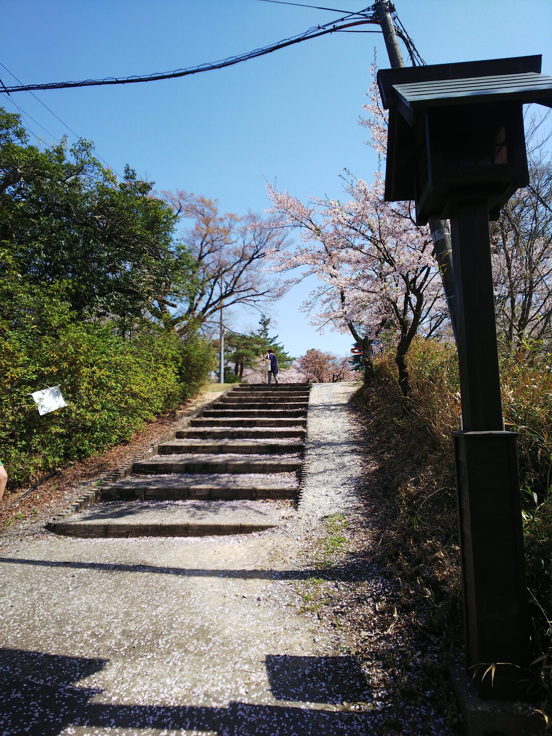 桜 S🌸A🌸K🌸U🌸R🌸Aも... / コスモスさんのモーメント | YAMAP / ヤマップ