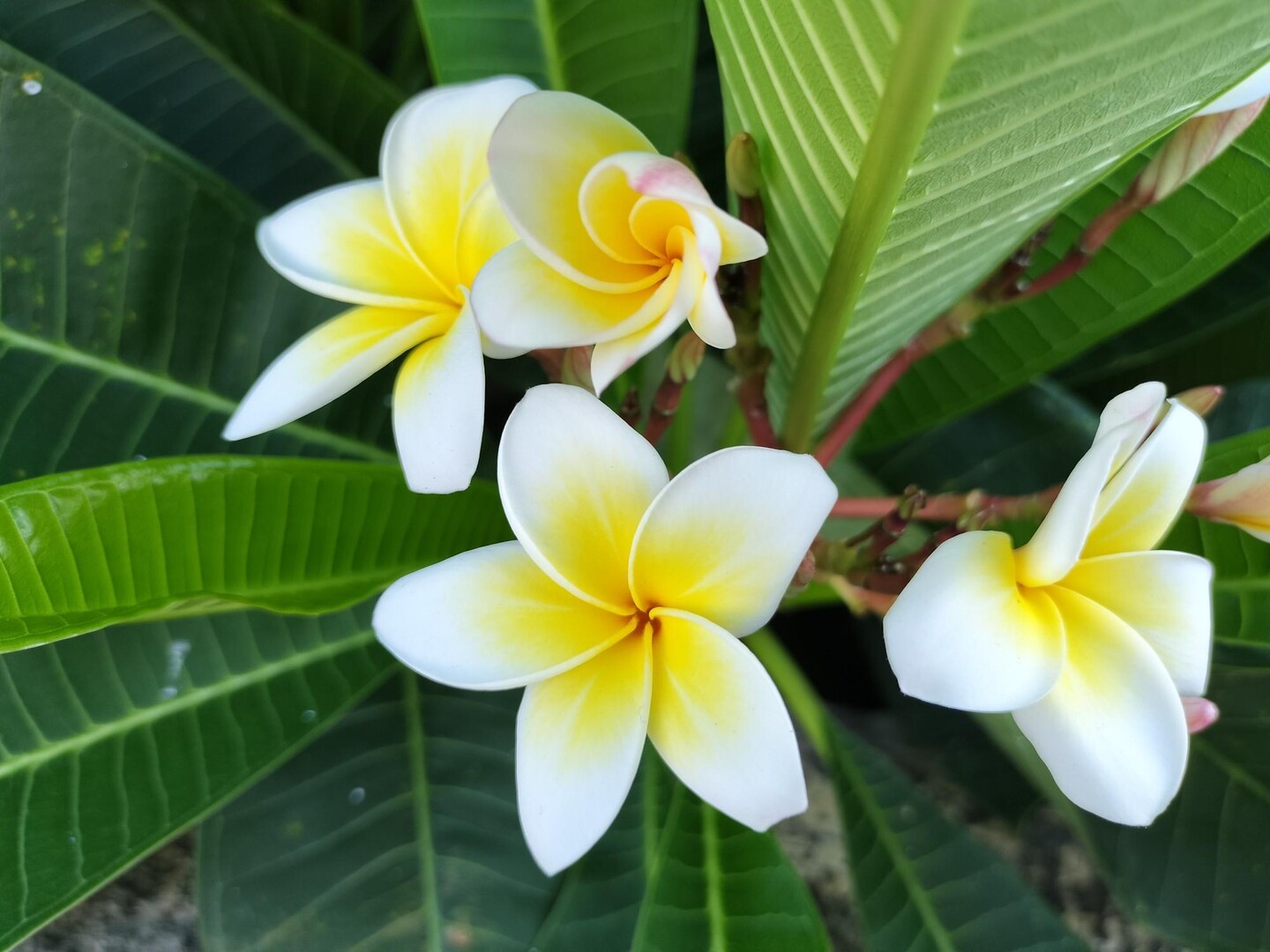 竹北 Day4 morning strolling / マコト from team teadaさんのウォーキングの活動データ | YAMAP / ヤマップ