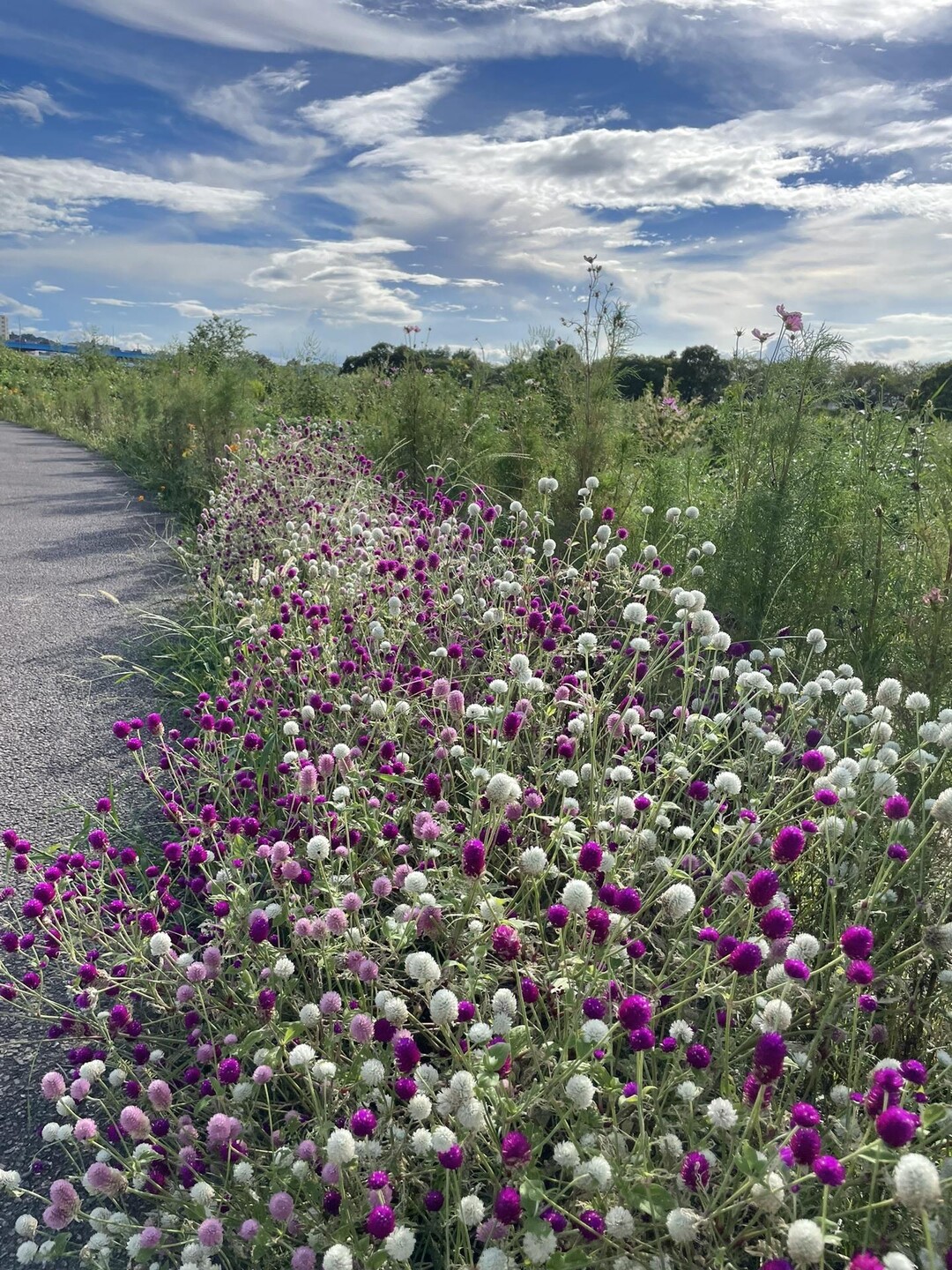 入間川ウォーキング / ken-3さんの狭山市の活動データ | YAMAP / ヤマップ