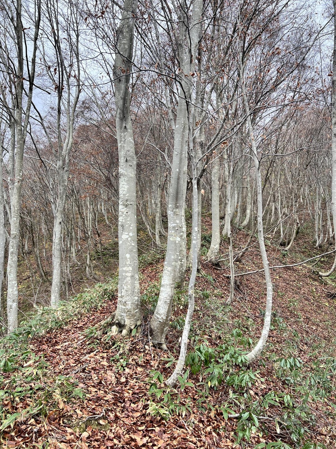 新保岳 / unicoさんの新保岳の活動データ | YAMAP / ヤマップ