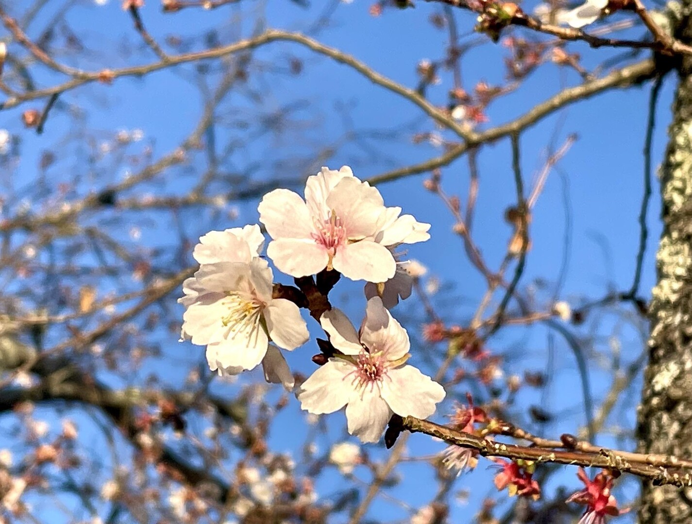 桜山 / zumiさんの御荷鉾山・オドケ山・桐ノ城山の活動データ | YAMAP / ヤマップ