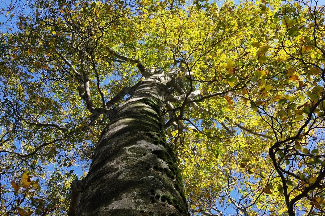明神岳🍂笹ヶ峰🍁 / ida☆tennさんの桧塚奥峰・明神岳・薊岳の活動データ | YAMAP / ヤマップ