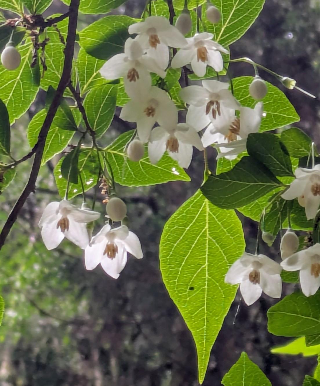 天拝山 / shiro さんの天拝山・基山の活動データ | YAMAP / ヤマップ