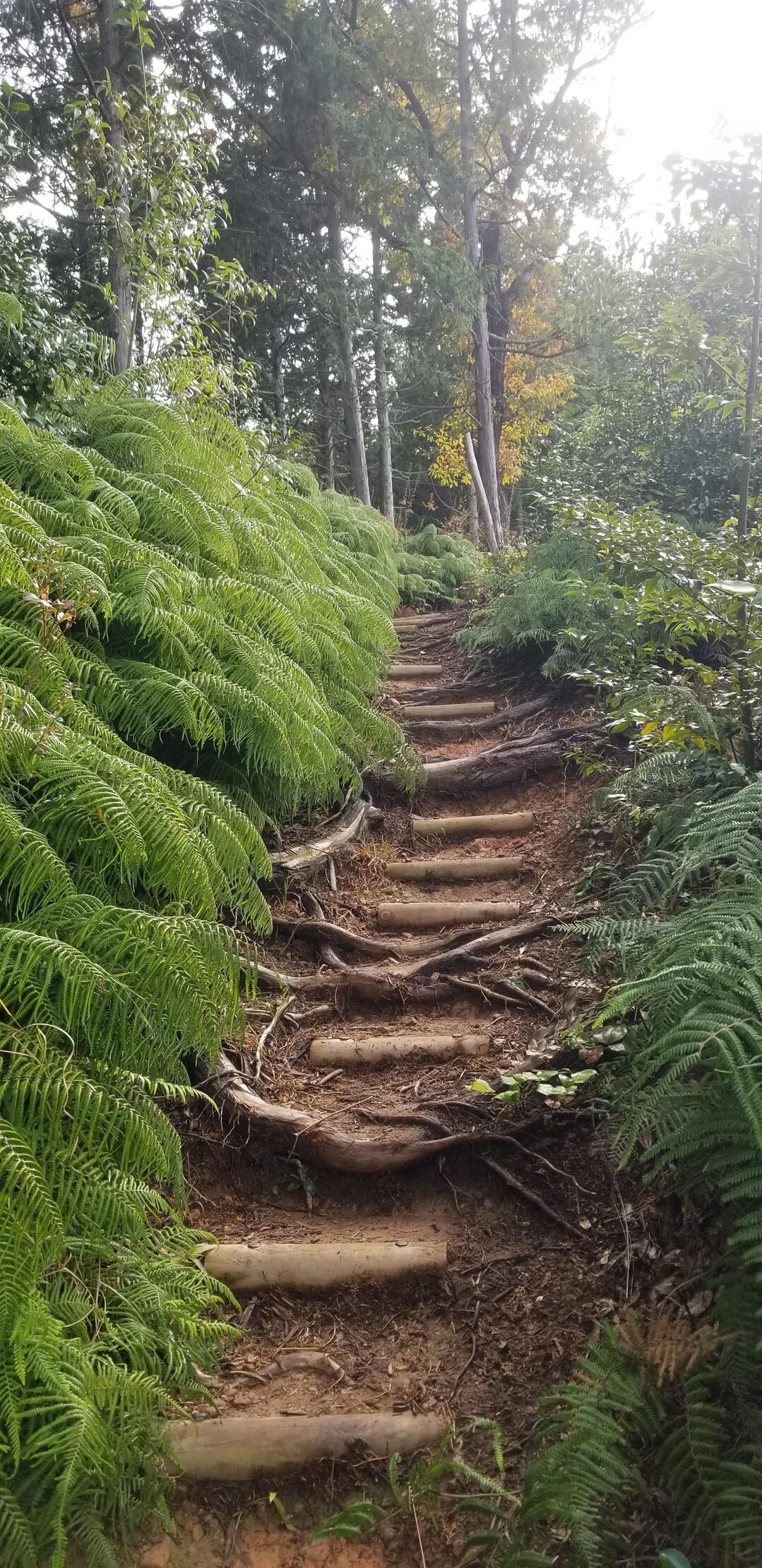 fuku🐤fukuさんの投稿したフィールドメモ | YAMAP / ヤマップ