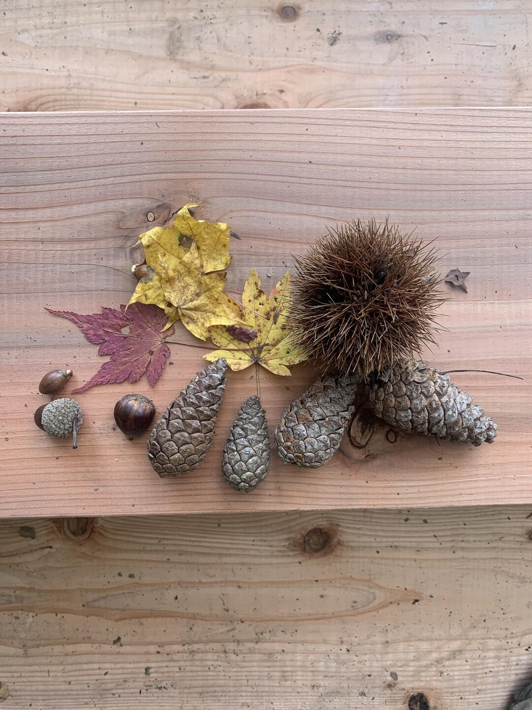 網掛山（阿智セブン6／7） / Viper Zeroさんの網掛山の活動データ | YAMAP / ヤマップ