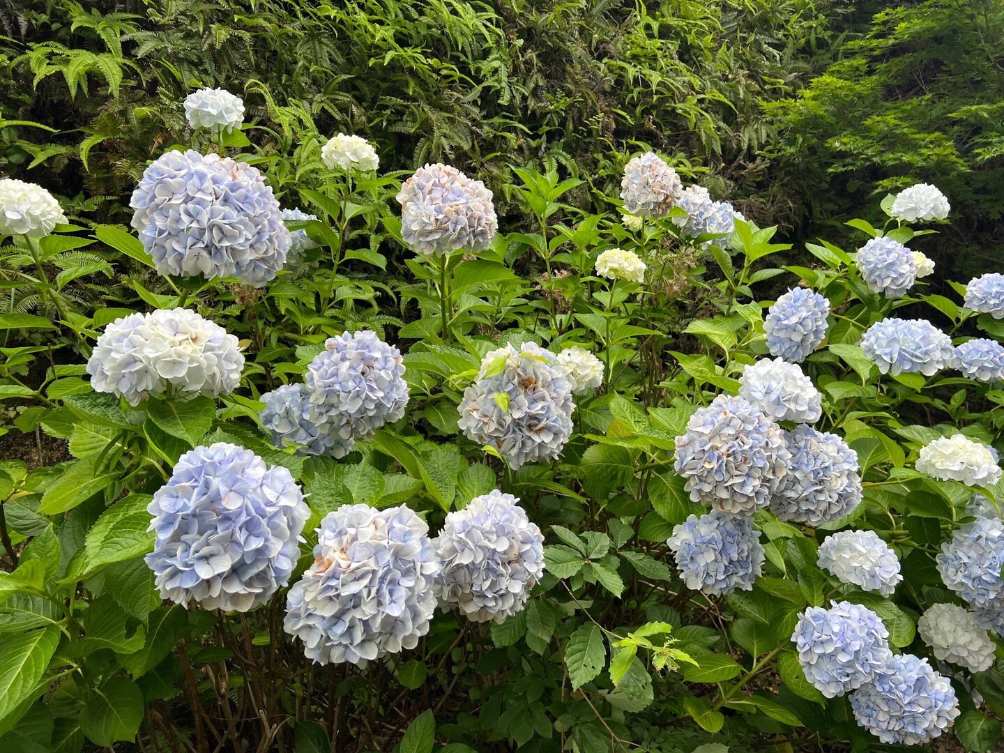 TRAINING de 飯盛山 / NALUさんの高祖山・飯盛山・叶岳の活動データ | YAMAP / ヤマップ
