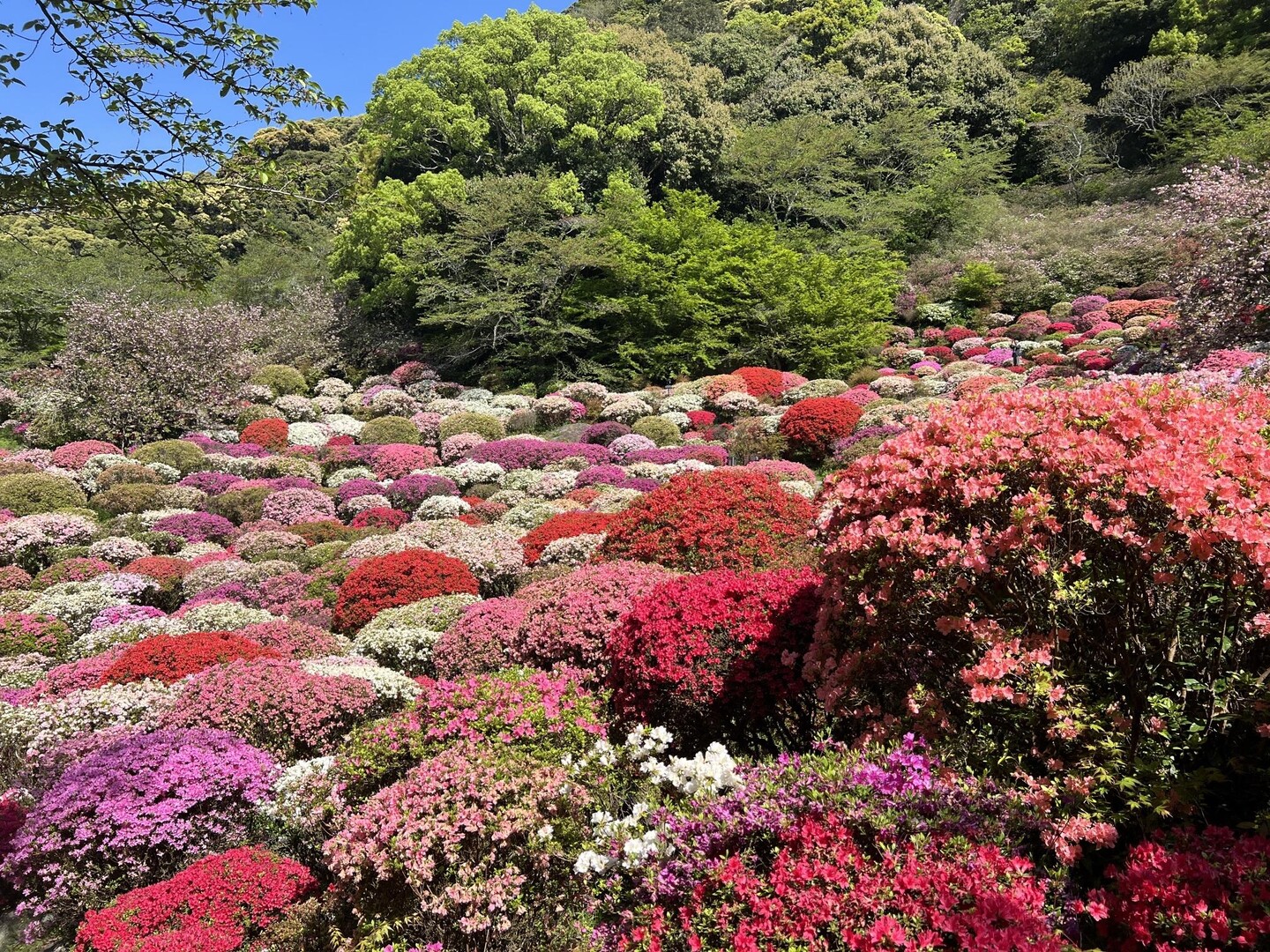 御船山楽園 つつじ🌺見頃です / Re:けんさんのモーメント | YAMAP / ヤマップ