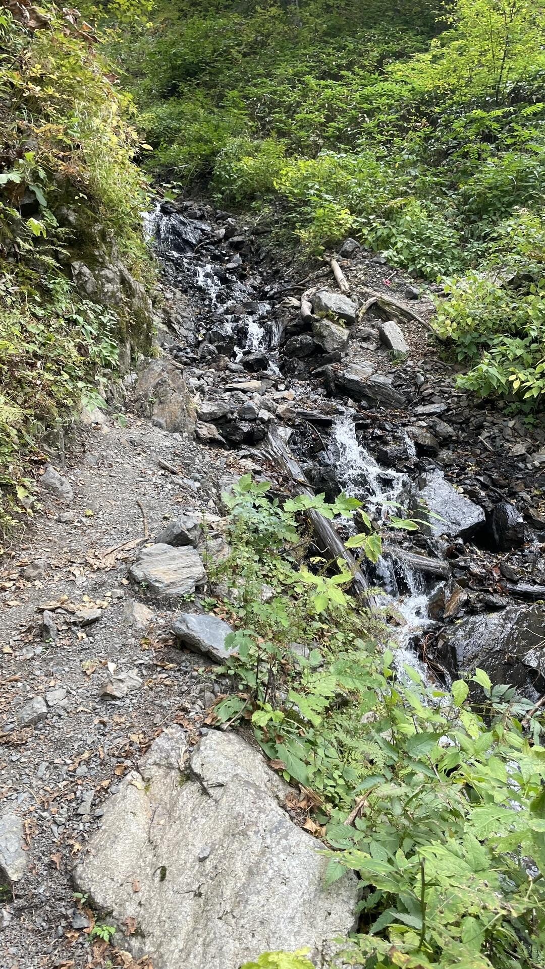 shiryoさんの投稿したフィールドメモ | YAMAP / ヤマップ