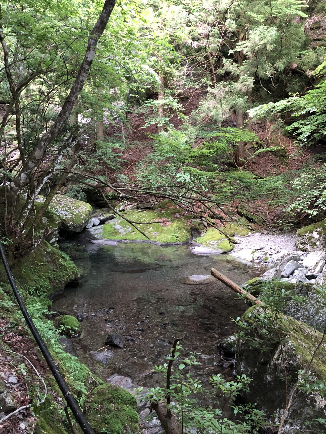 まつさか 香肌峡 馬蹄形縦走シリーズ 迷岳～P1226分岐～江間小屋谷 / i sierra 久保さんの迷岳・白倉山・古ヶ丸山の活動データ ...