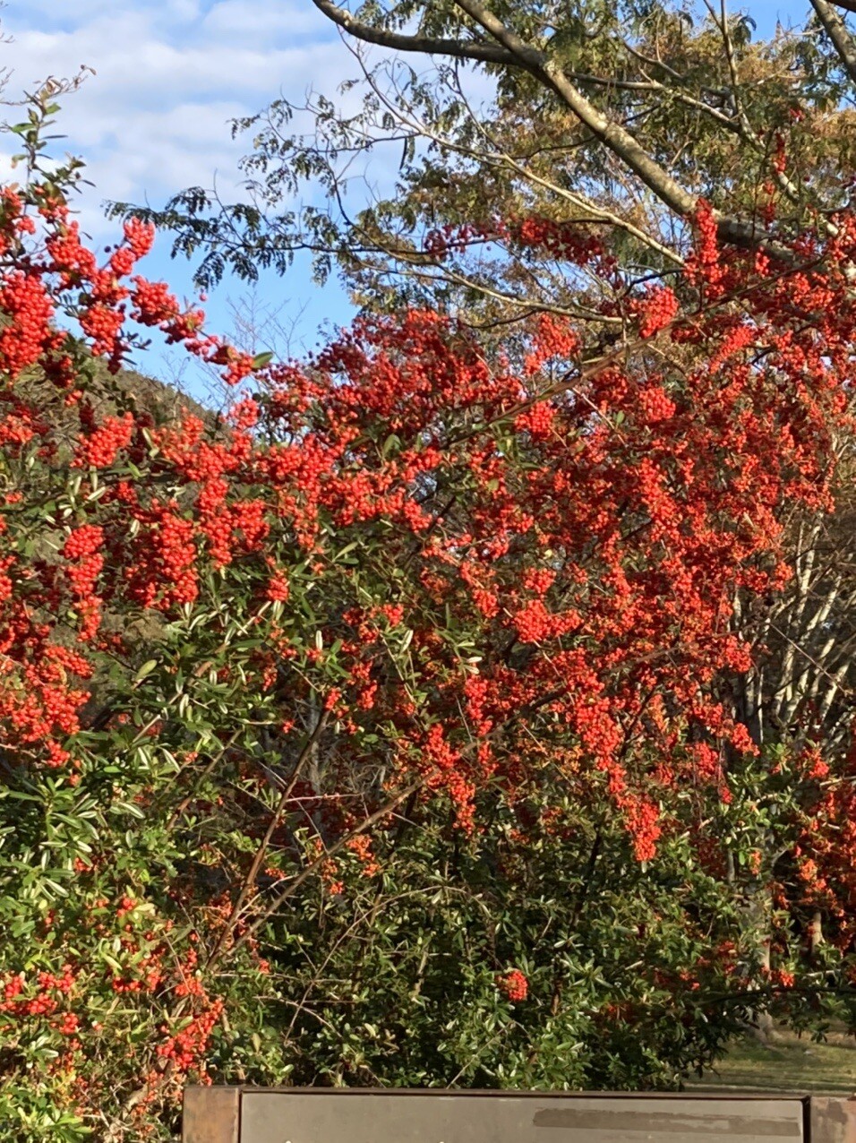 善防山・笠松山 / nori0125さんの加西アルプス・笠松山・善防山の活動データ | YAMAP / ヤマップ