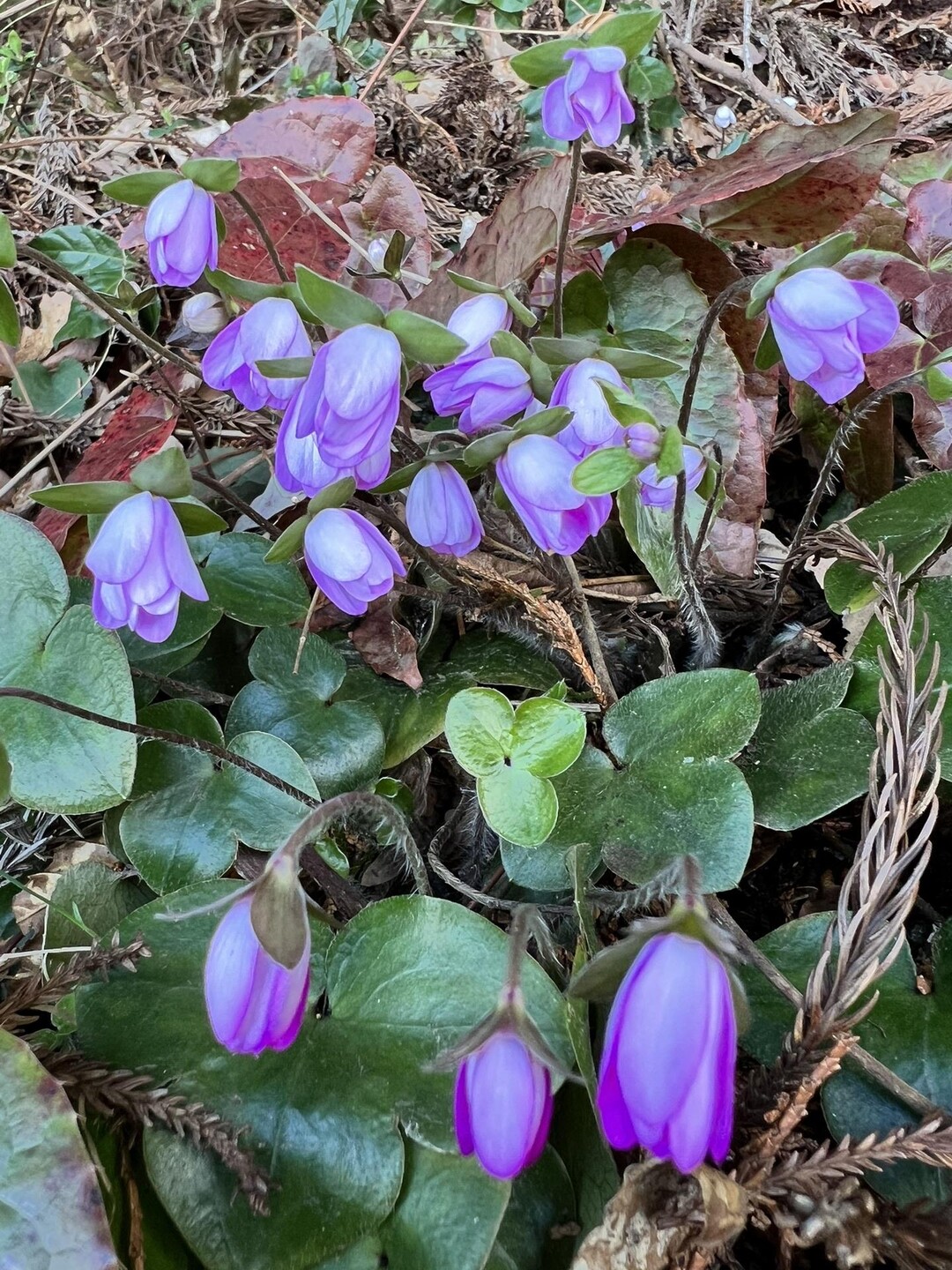 富士山（登美志山） / KOZO.Mさんの富士山（登美志山）の活動データ | YAMAP / ヤマップ