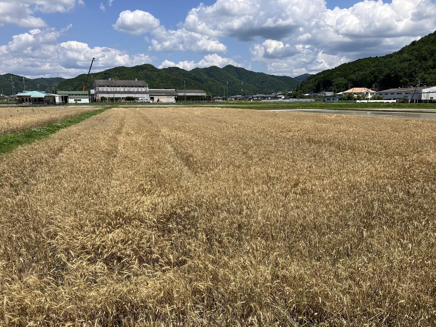 🟡麦刈🟡準備🟡 / masさんのウォーキングの活動日記 | YAMAP / ヤマップ