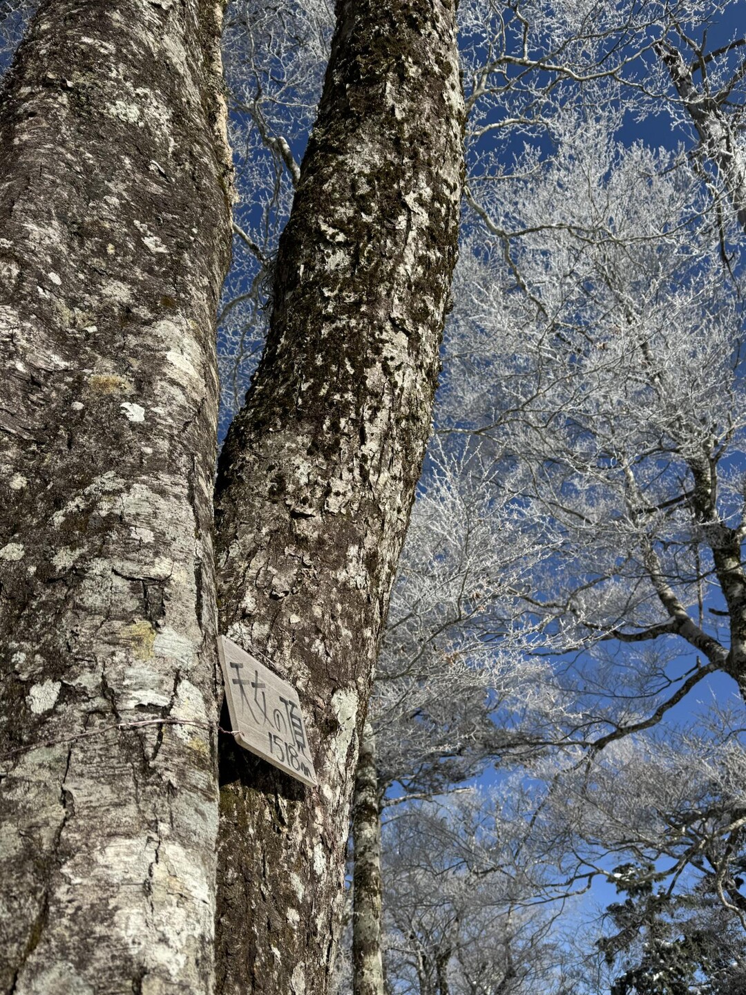 天女の頂 / mt.take4さんの八経ヶ岳の活動データ | YAMAP / ヤマップ