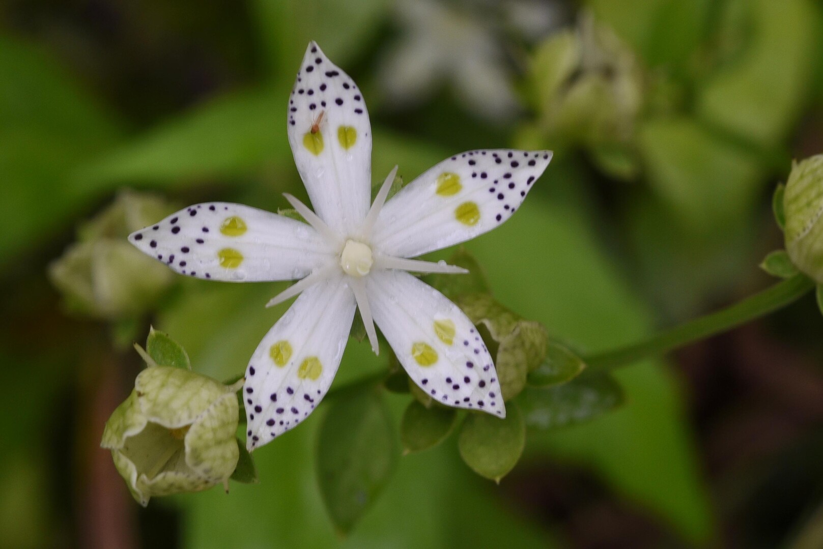 嫁さんと合致した平日休だけど空は雨予報 ... / toshi0113さんのモーメント | YAMAP / ヤマップ