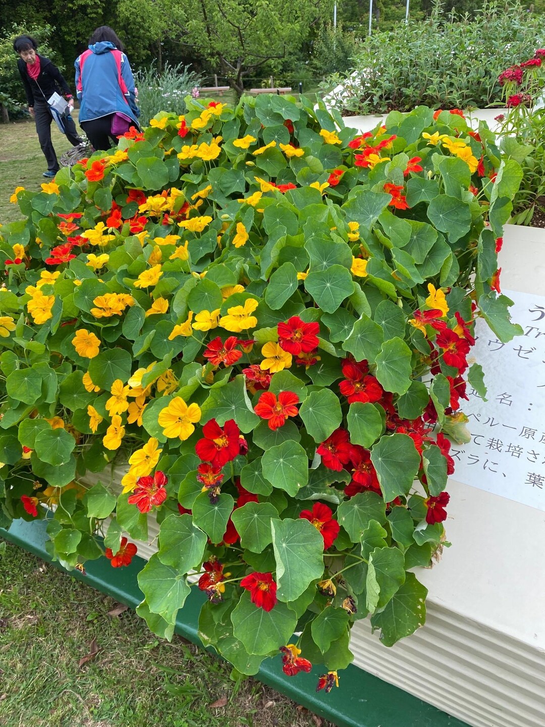 五台山 / benchanさんの五台山・鉢伏山・大平山の活動データ | YAMAP / ヤマップ