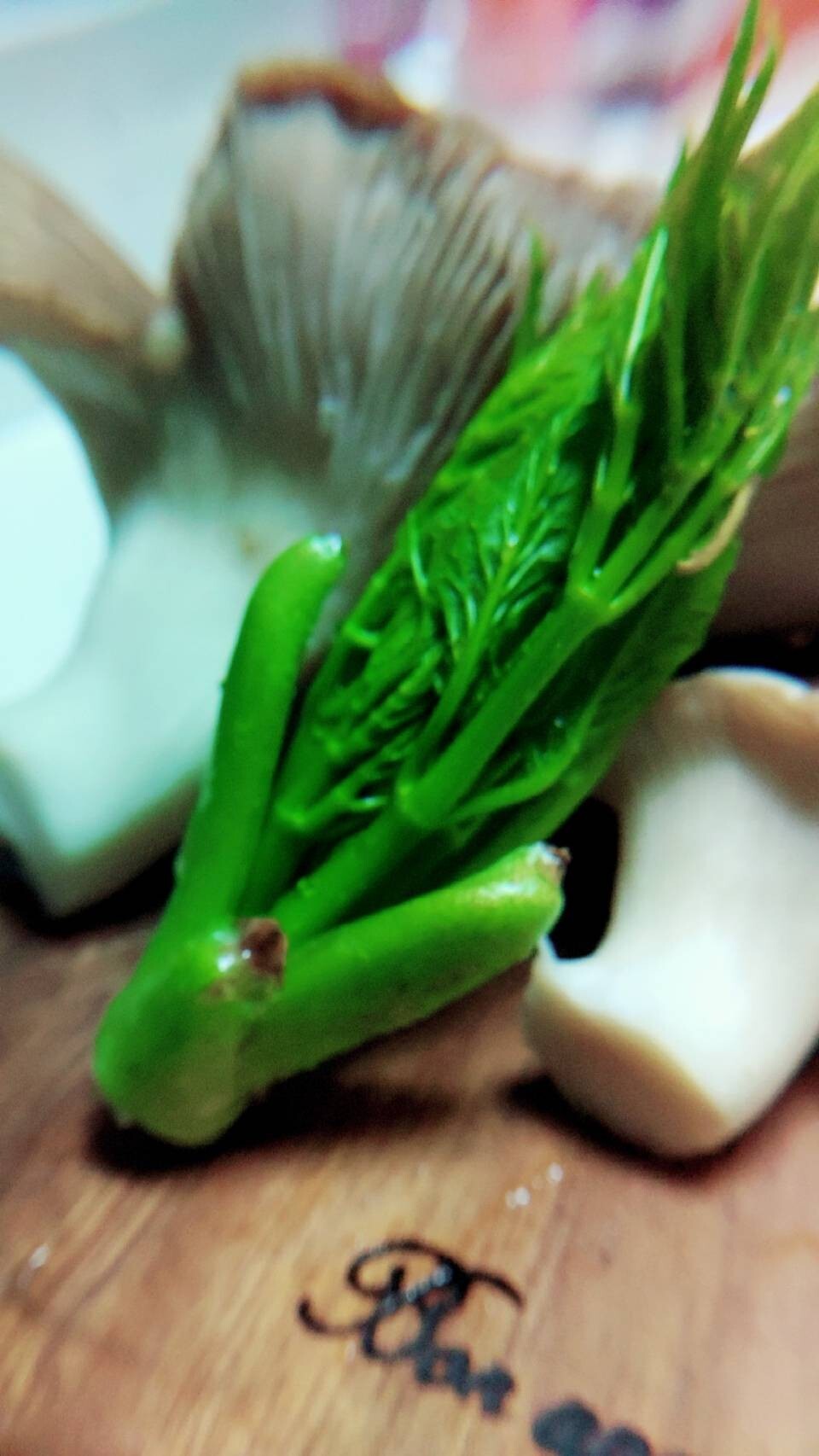 庭から、タラの芽🌿とエリンギ🍄を収... / kazさんのモーメント | YAMAP / ヤマップ