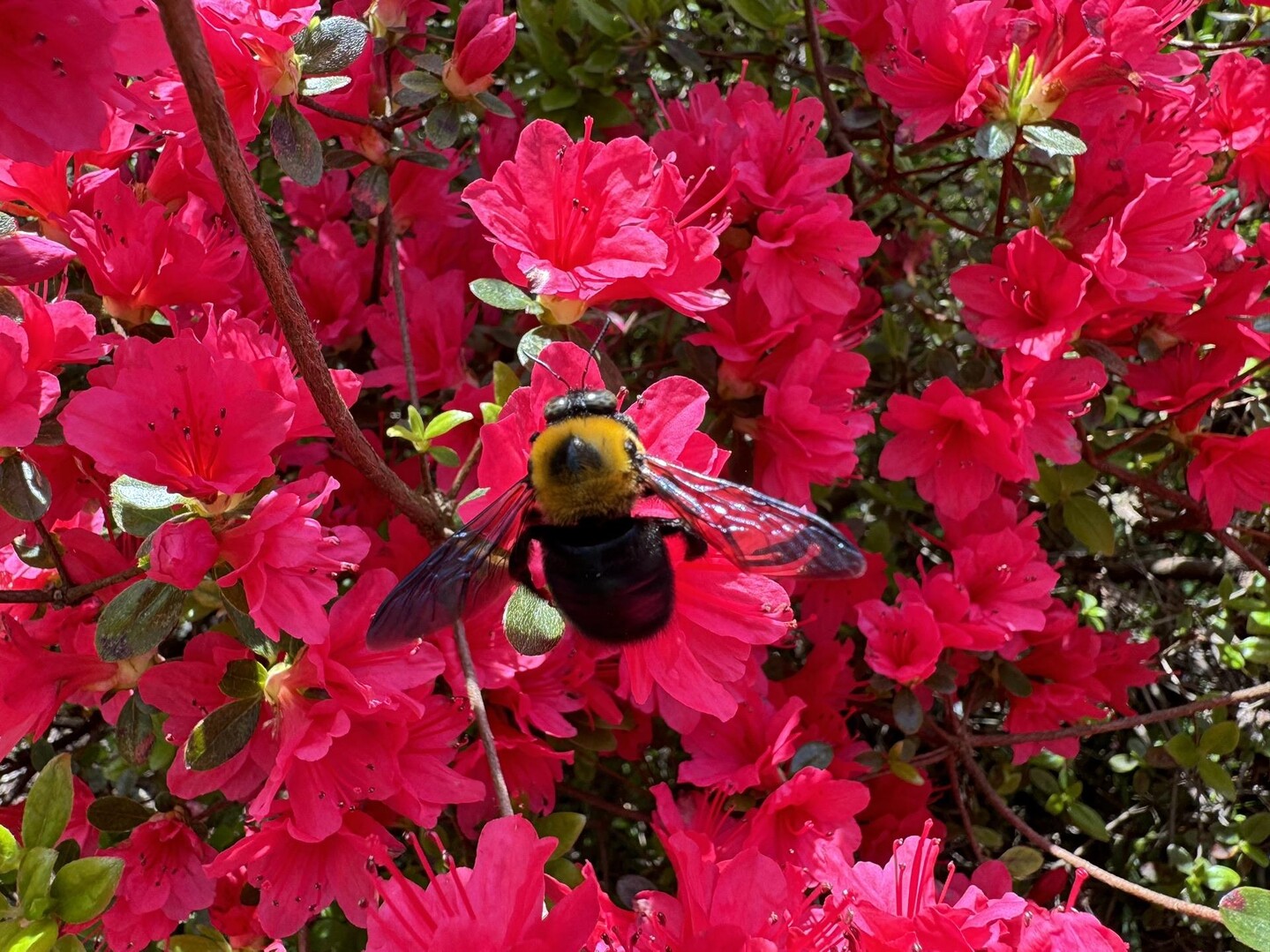 岳城山・米之山・若杉山 / さんの宝満山・三郡山・若杉山の活動データ | YAMAP / ヤマップ