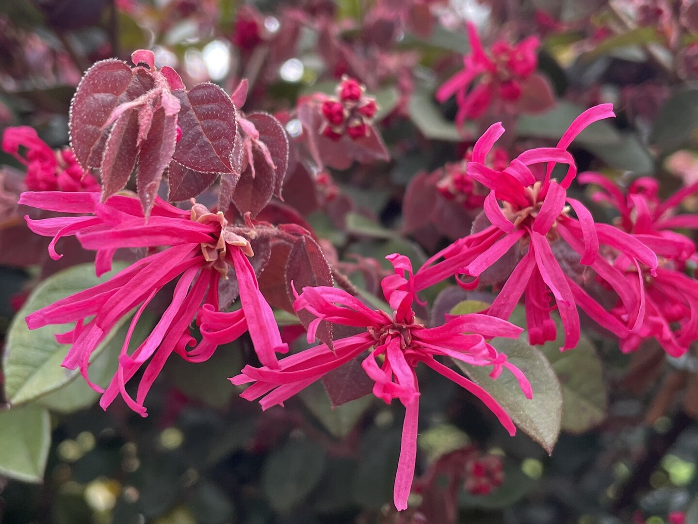 花便りR4 vol.7 今朝のお散歩 一... / kaizaさんのモーメント | YAMAP / ヤマップ