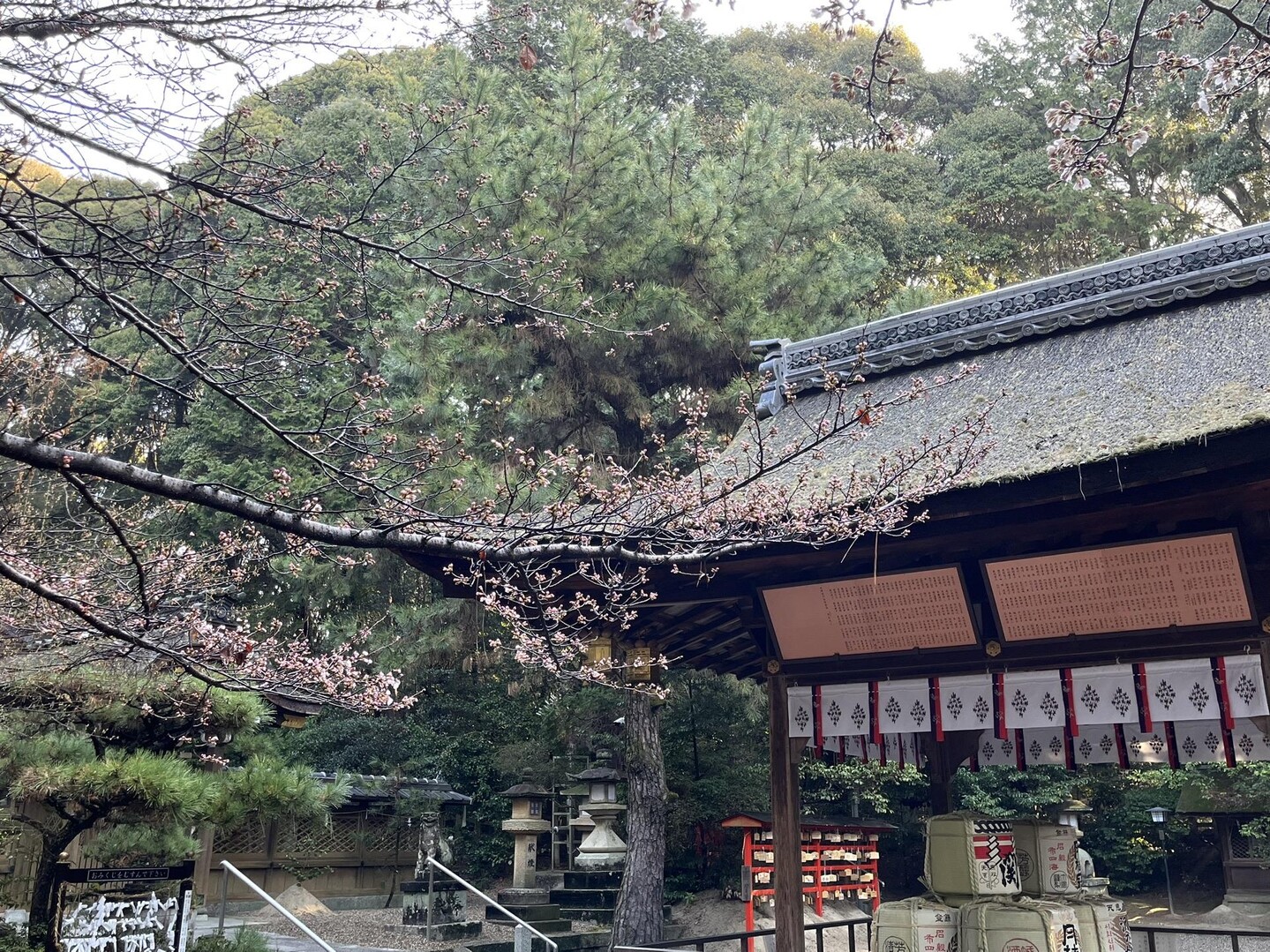 早起きしてWBC⚾️始まるまでに お山の... / k-coさんのモーメント | YAMAP / ヤマップ