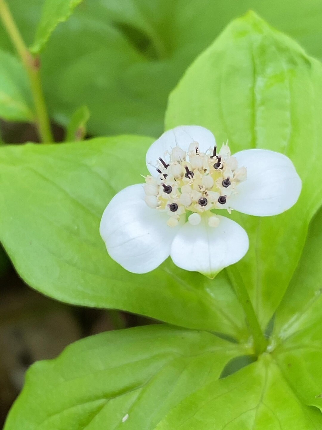 初めまして⛰☺️ 飯縄山（飯綱山） / ryo-yanさんの飯縄山の活動データ | YAMAP / ヤマップ