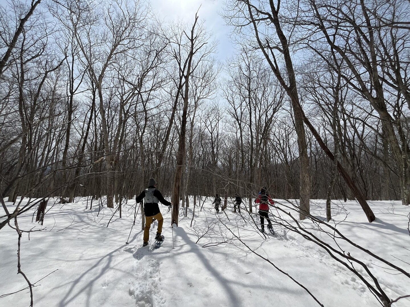 網張の森 雪上ハイキング / さとやんさんの岩手山・黒倉山・鞍掛山の活動データ | YAMAP / ヤマップ