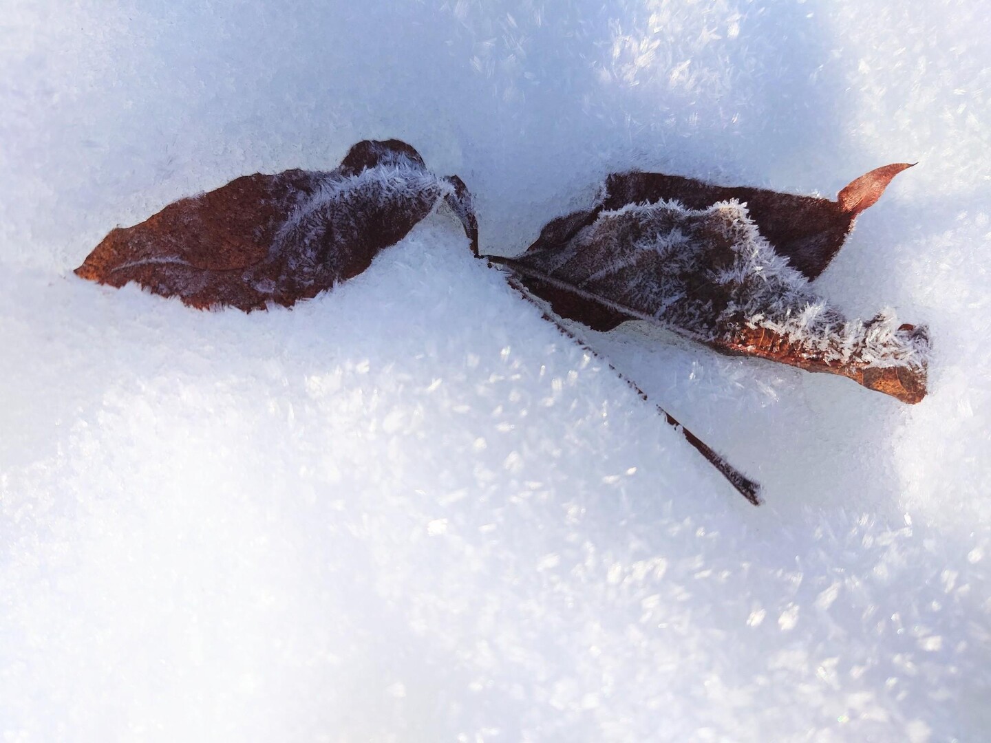 御岳山 1月5日 / samさんの御岳山・駒見山の活動データ | YAMAP / ヤマップ